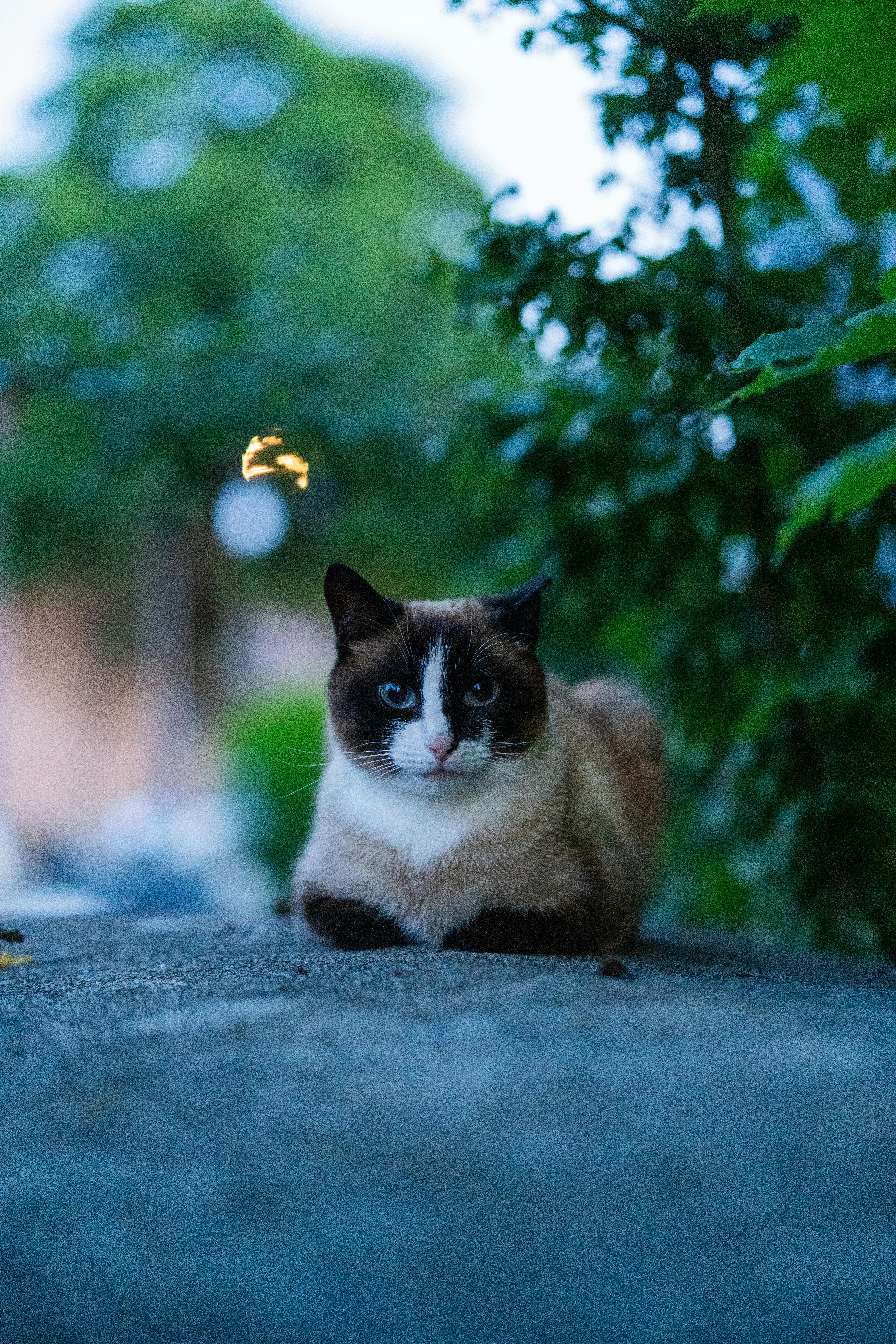 Cat Testis Photos, Download The BEST Free Cat Testis Stock Photos & HD ...