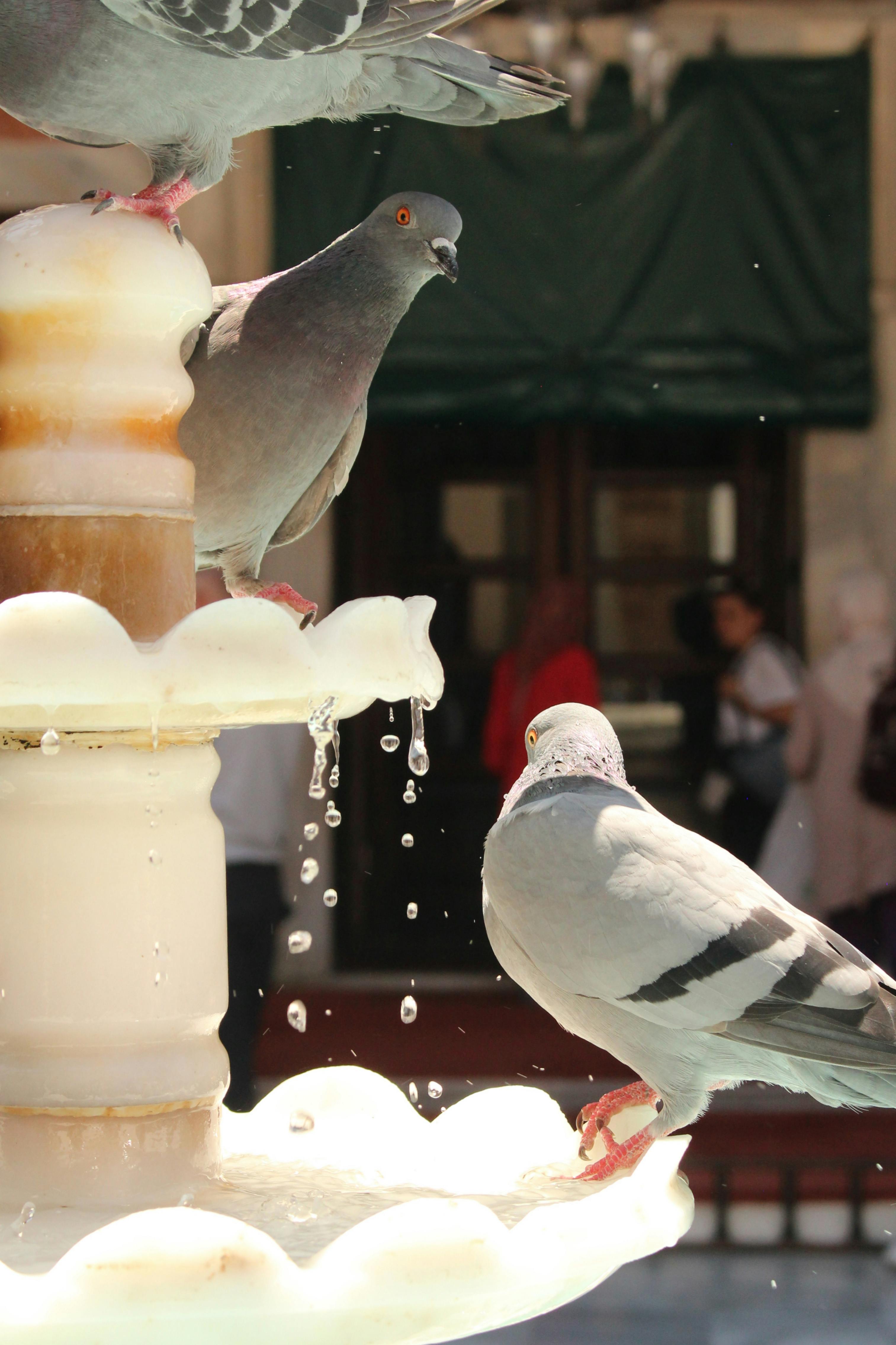 Pigeon Off Photos, Download The BEST Free Pigeon Off Stock Photos & HD ...