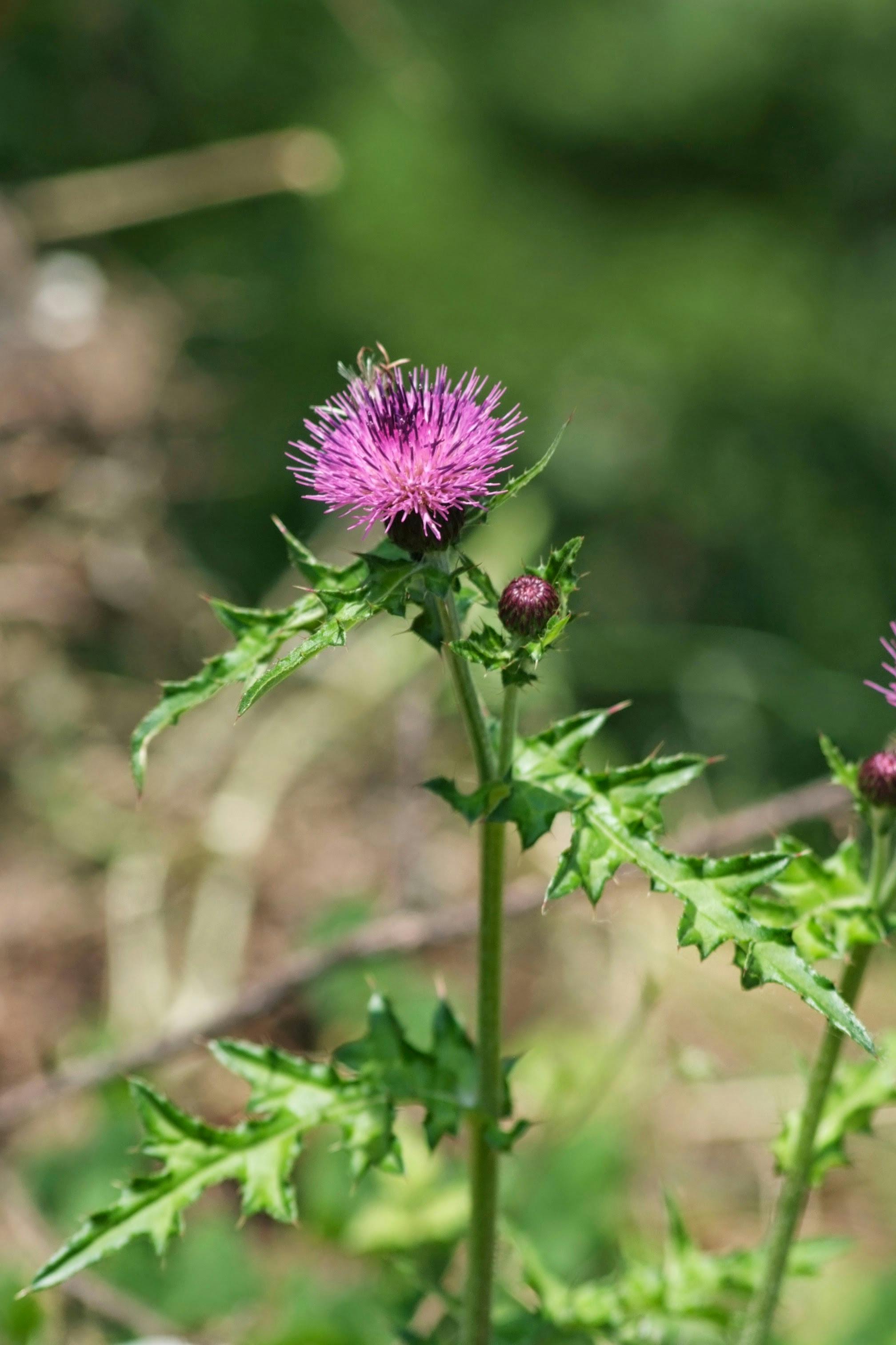 Close-Up of Blooming Thistle in Summer Sun · Free Stock Photo