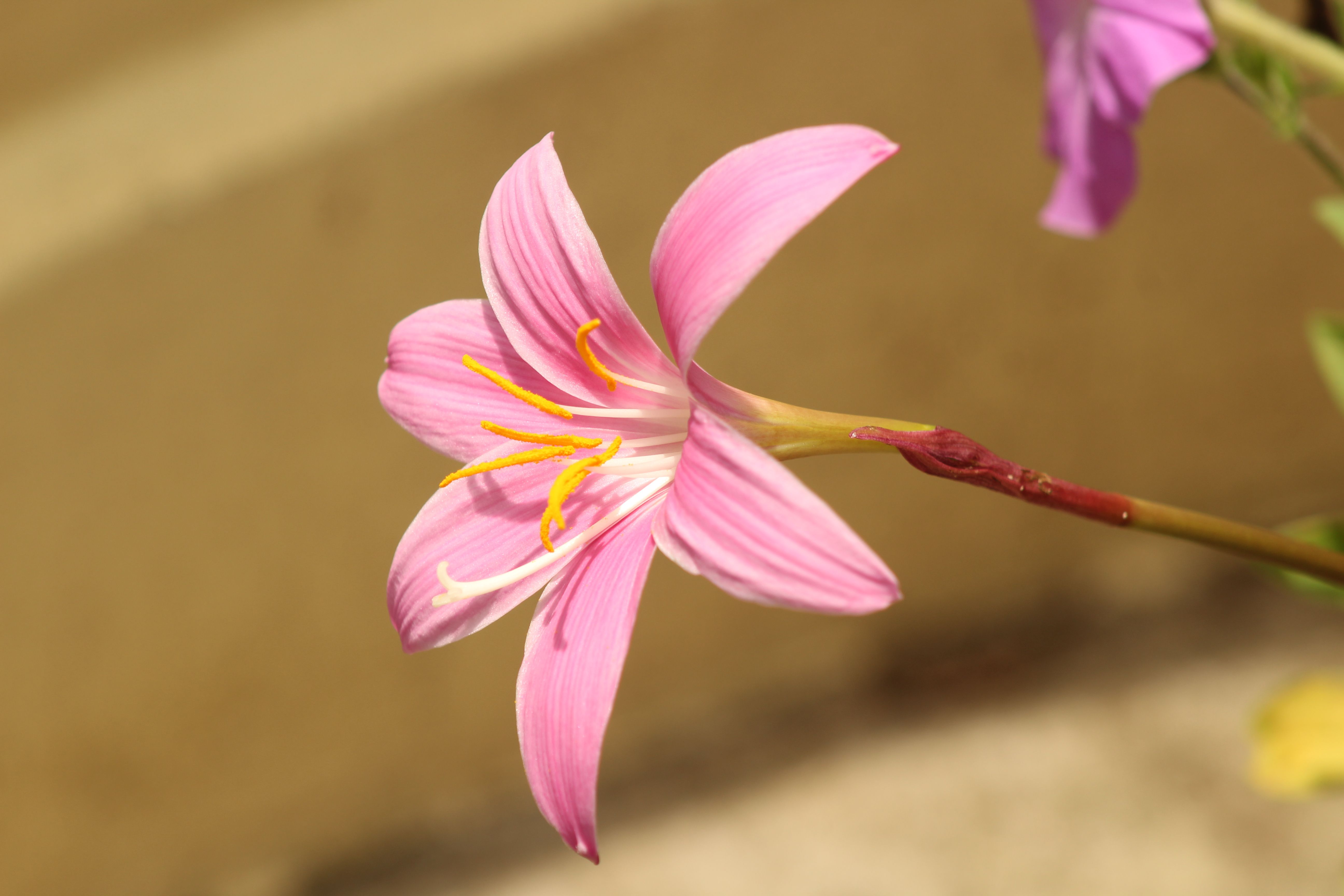 Bulb Imges Photos, Download The BEST Free Bulb Imges Stock Photos & HD ...