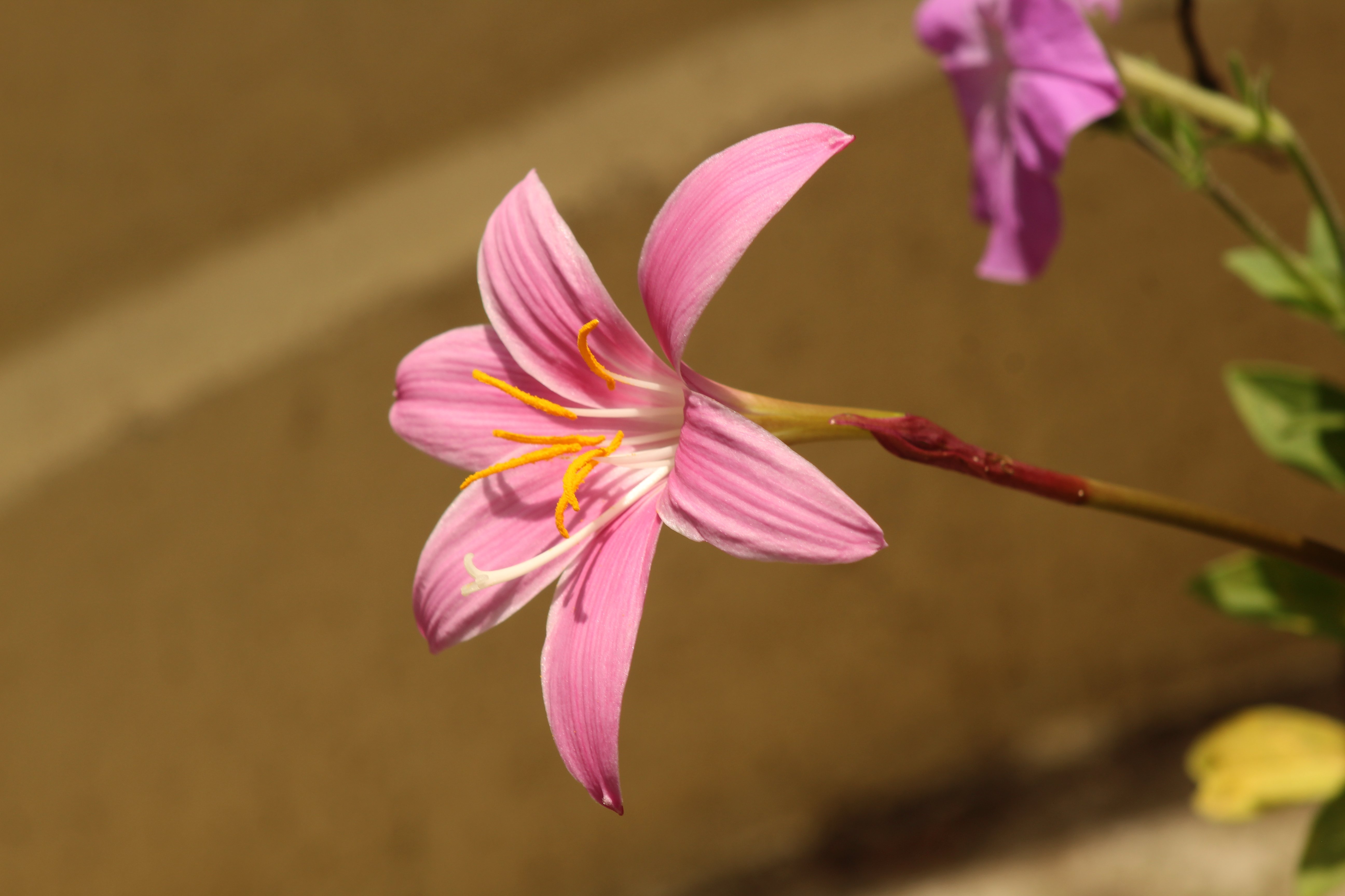 Foto profissional gratuita de alegre, amaryllidaceae, ao ar livre ...