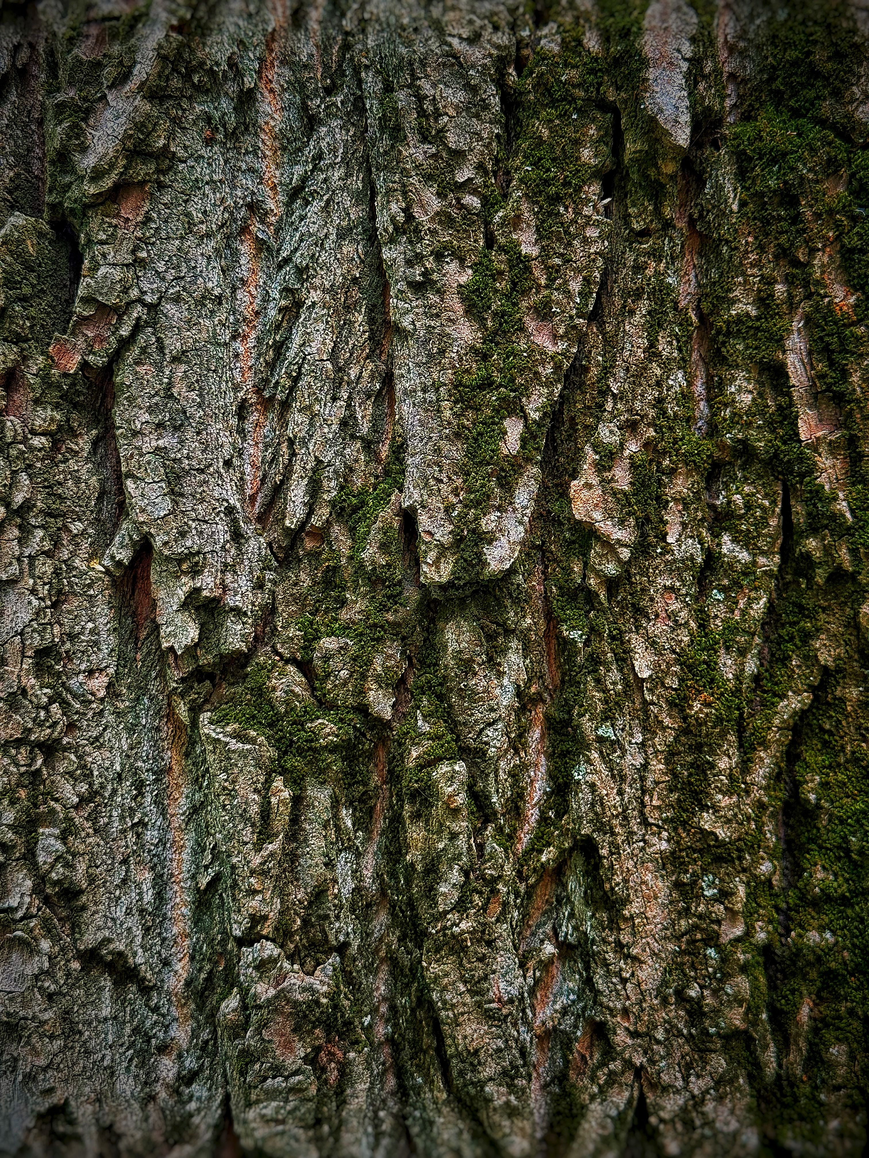 Tree Bark Texture Photos, Download The BEST Free Tree Bark Texture ...