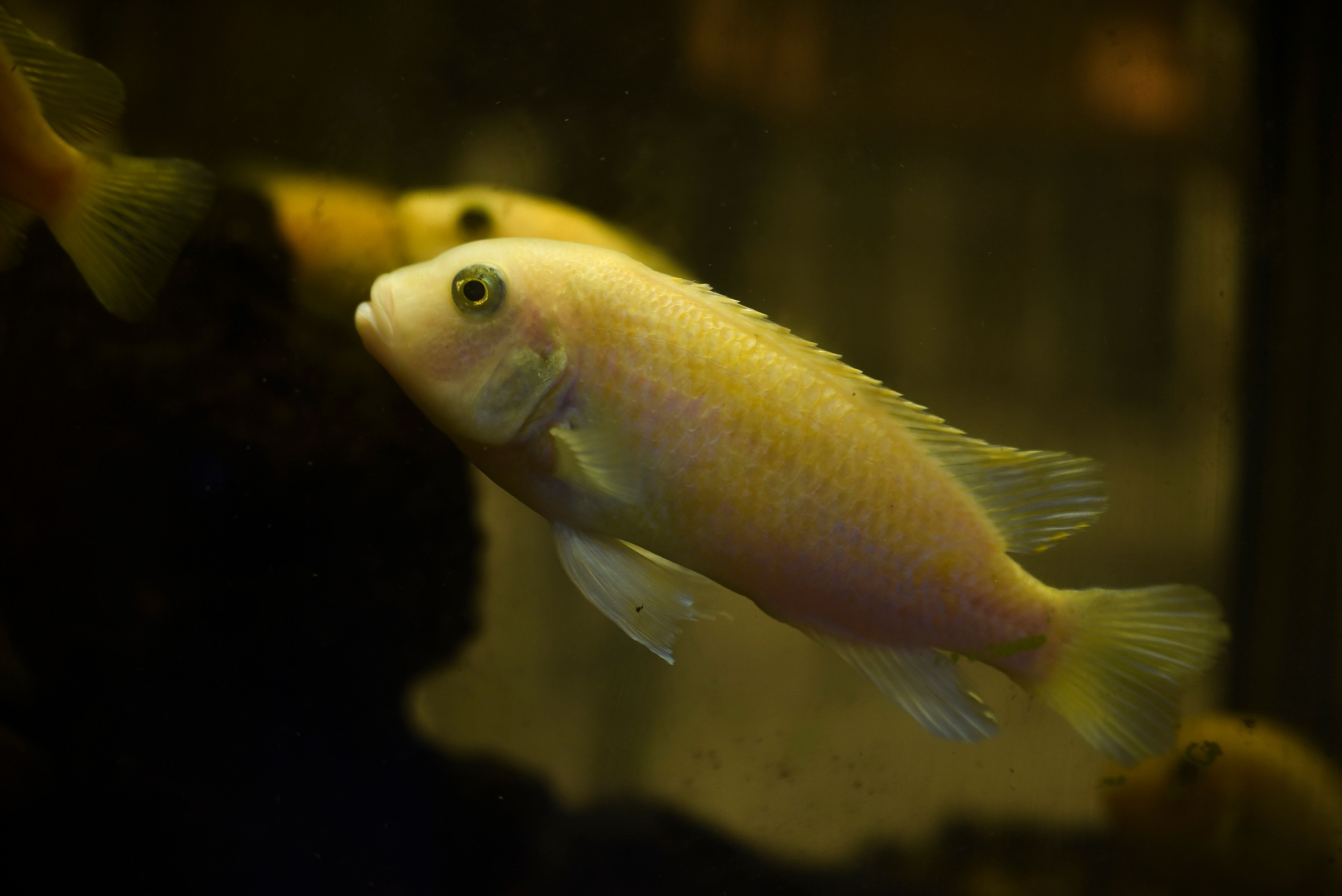 Colorful Tropical Fish in a Moody Aquarium · Free Stock Photo