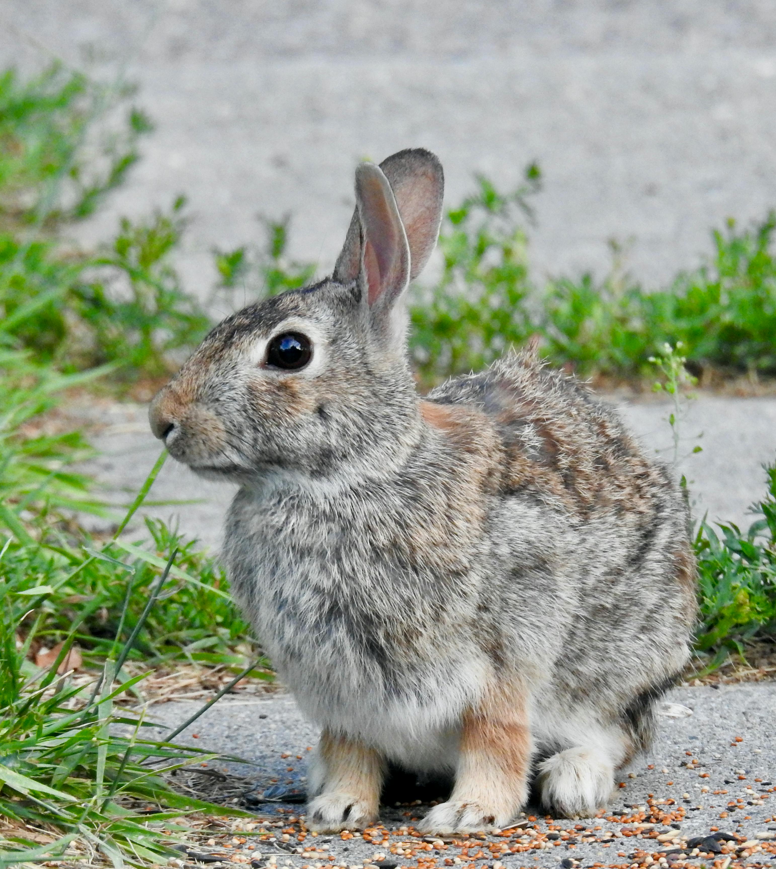 Wild Rabbit Sitting on Pavement in Summer · Free Stock Photo