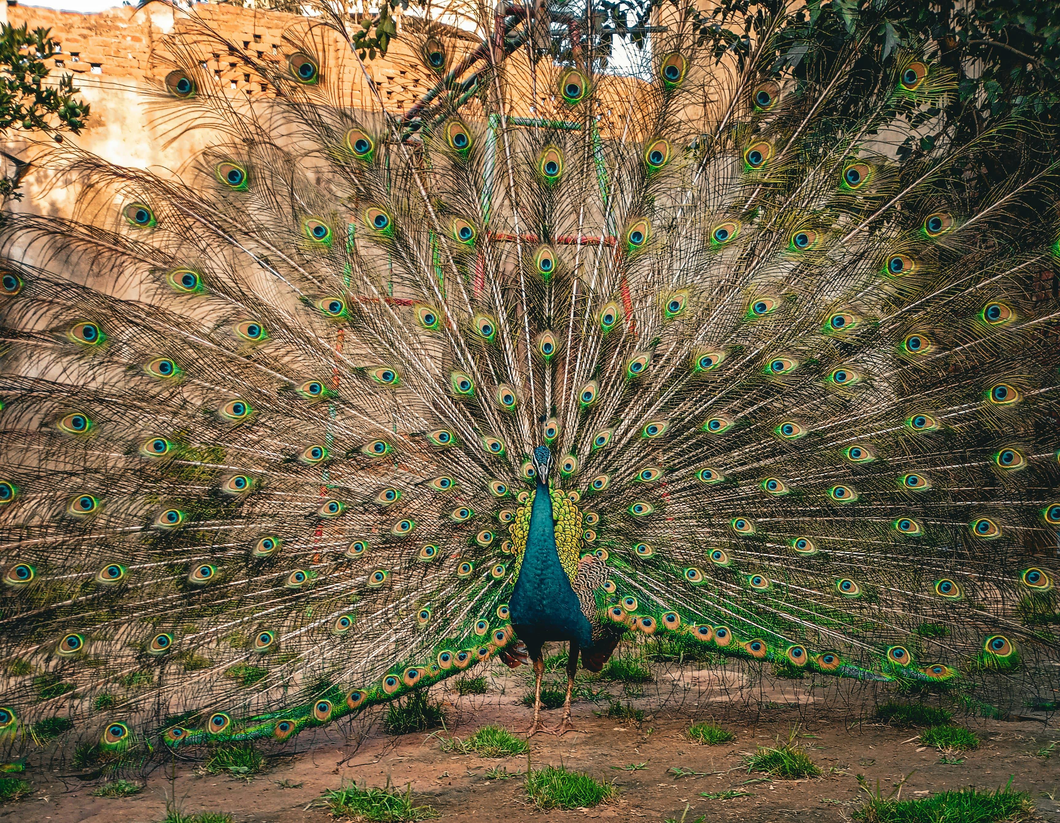 Peacock Strut Photos, Download The BEST Free Peacock Strut Stock Photos ...