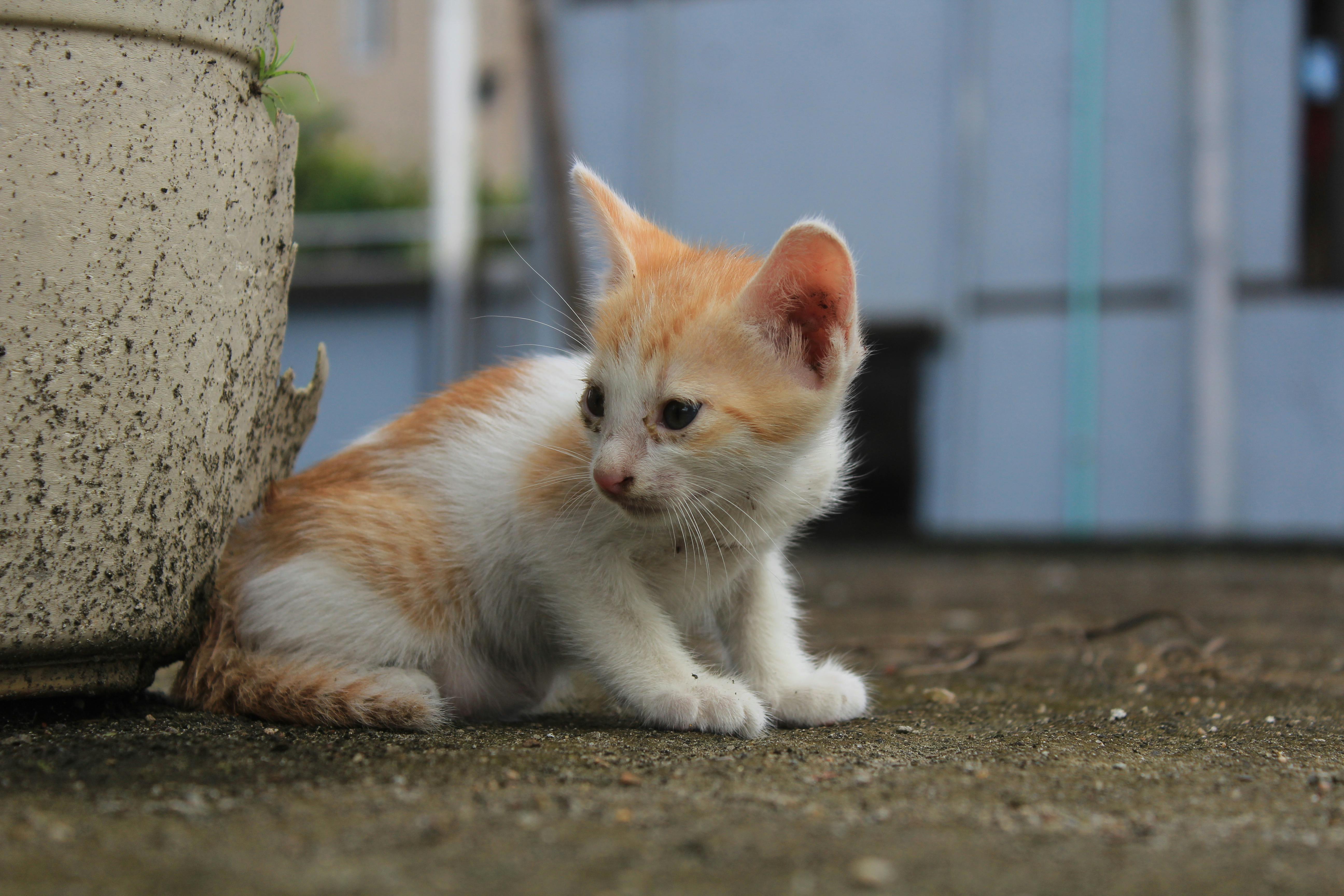 Cute+Femboy+Pictures Photos, Download The BEST Free Cute+Femboy ...