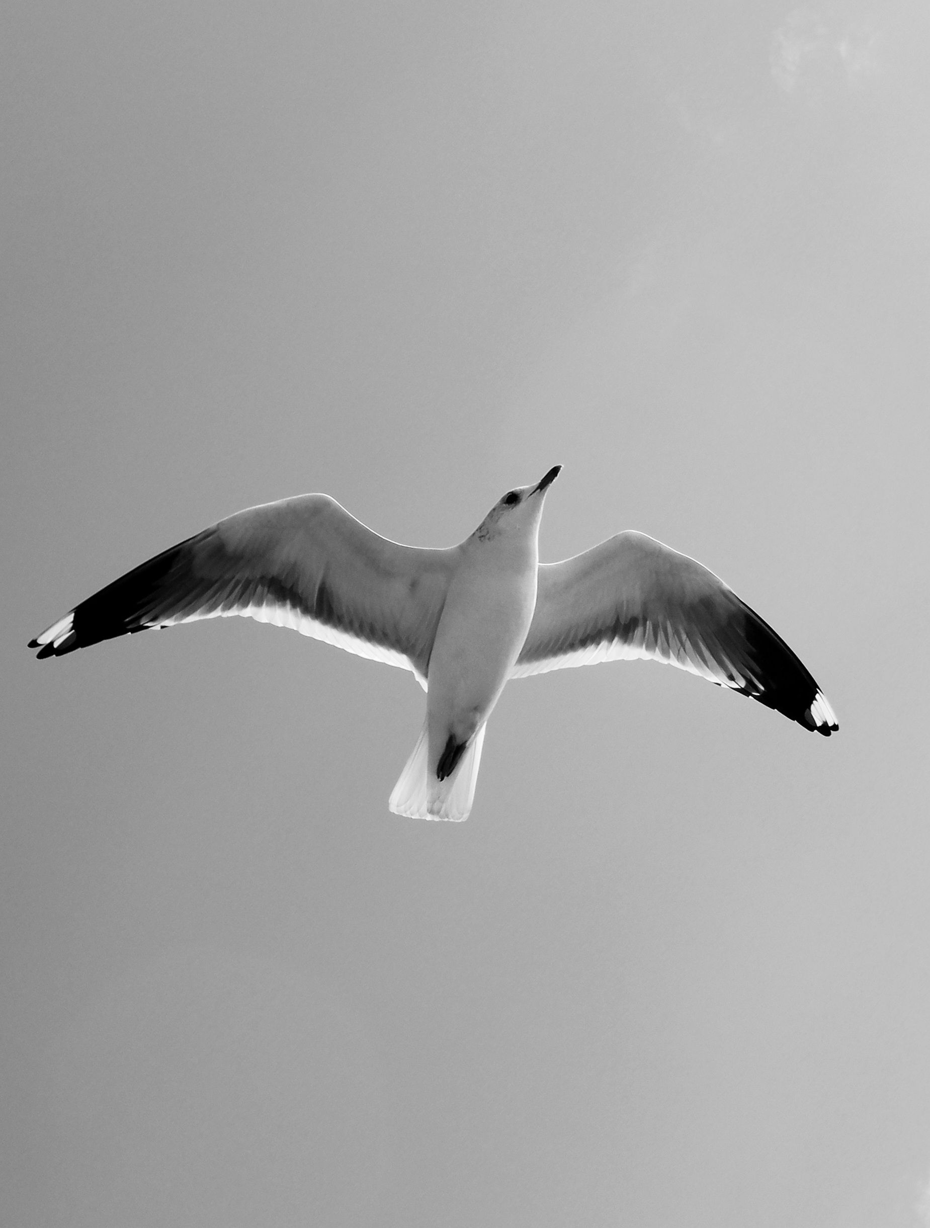 Close-up of a Flying Seagull · Free Stock Photo