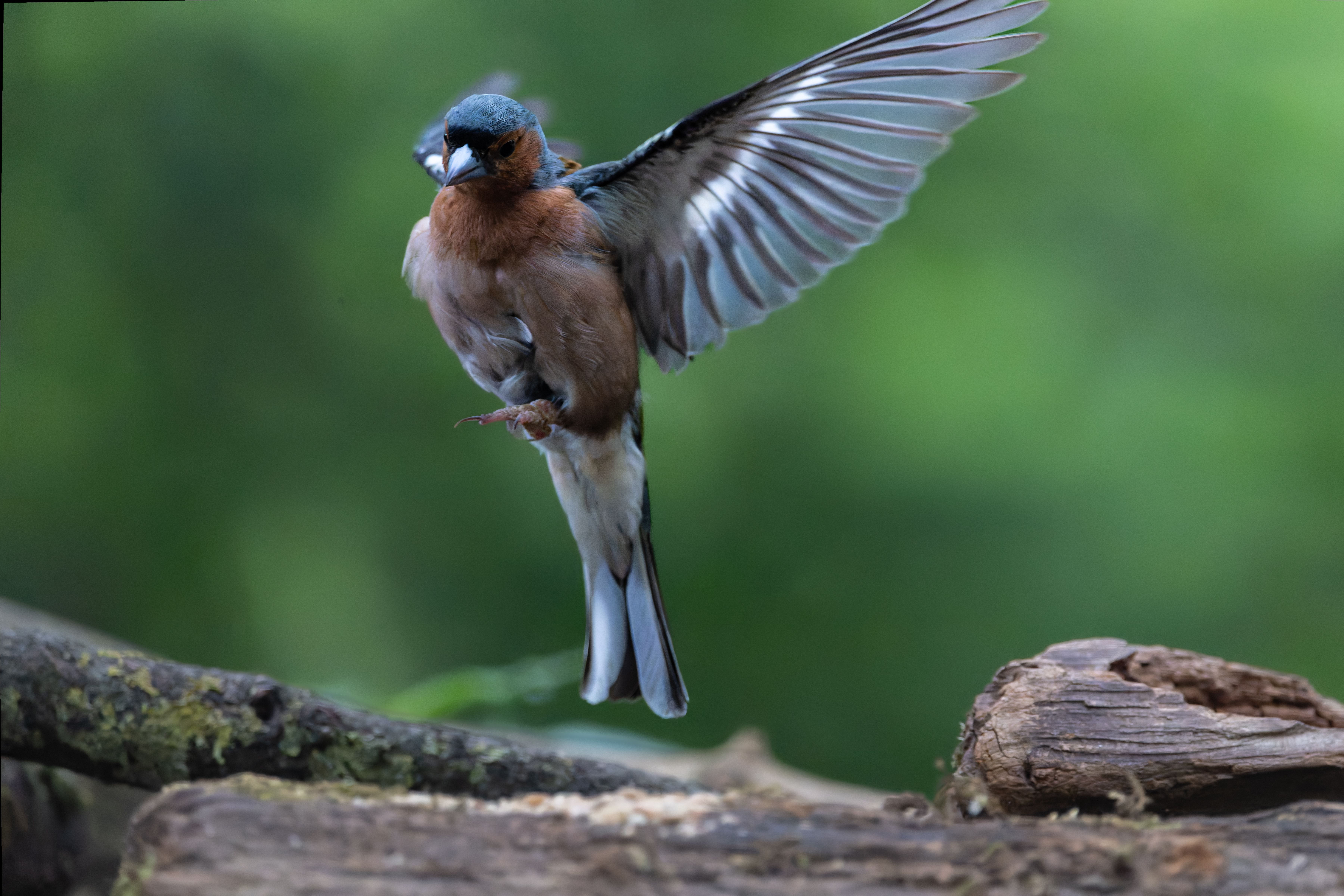 Chaffinch in Mid-Air Flight Over Forest · Free Stock Photo