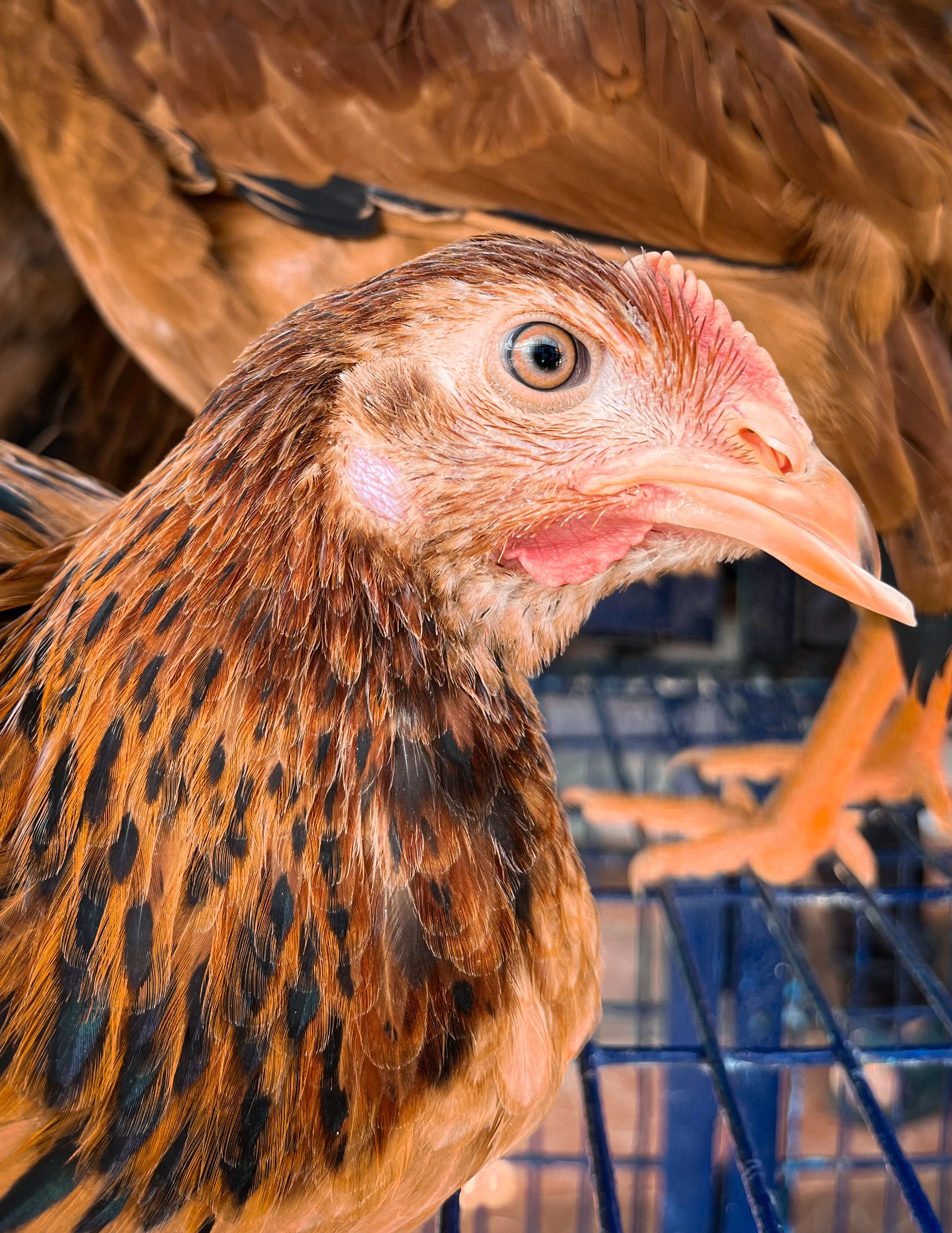 Head of Chicken on Farm · Free Stock Photo