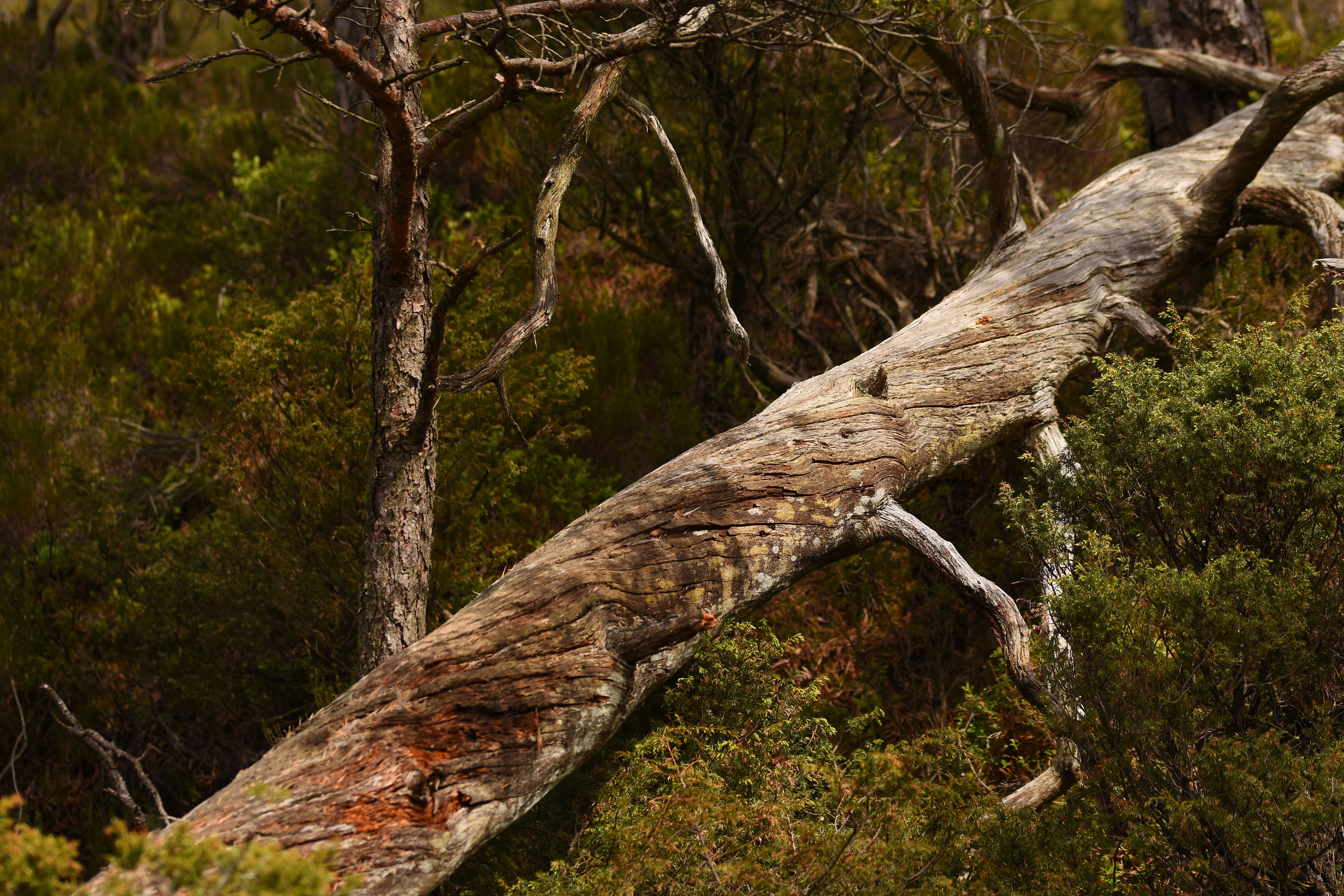 Fallen Tree in Fitjar Forest, Norway · Free Stock Photo