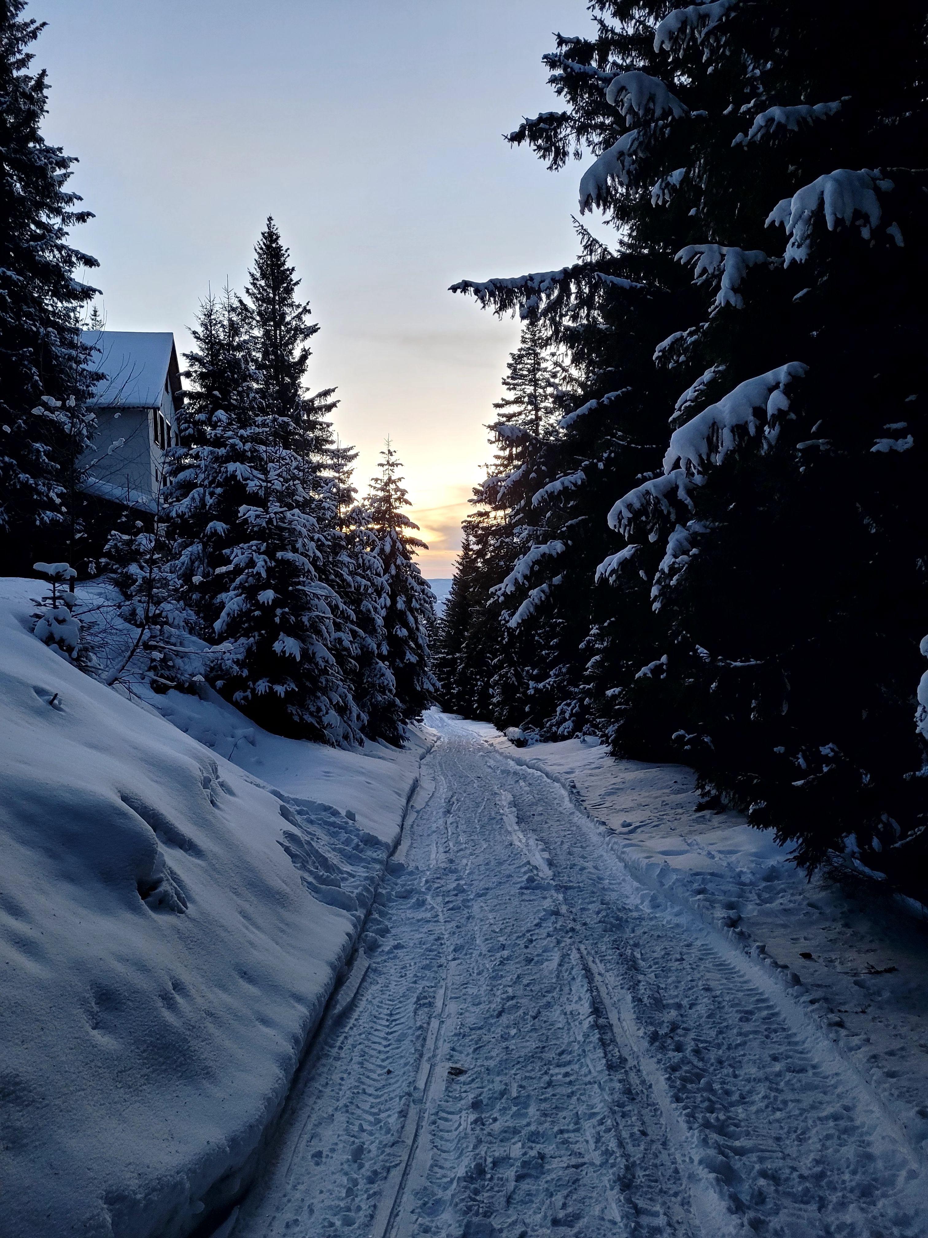 Snowy Forest Path at Winter Sunset · Free Stock Photo