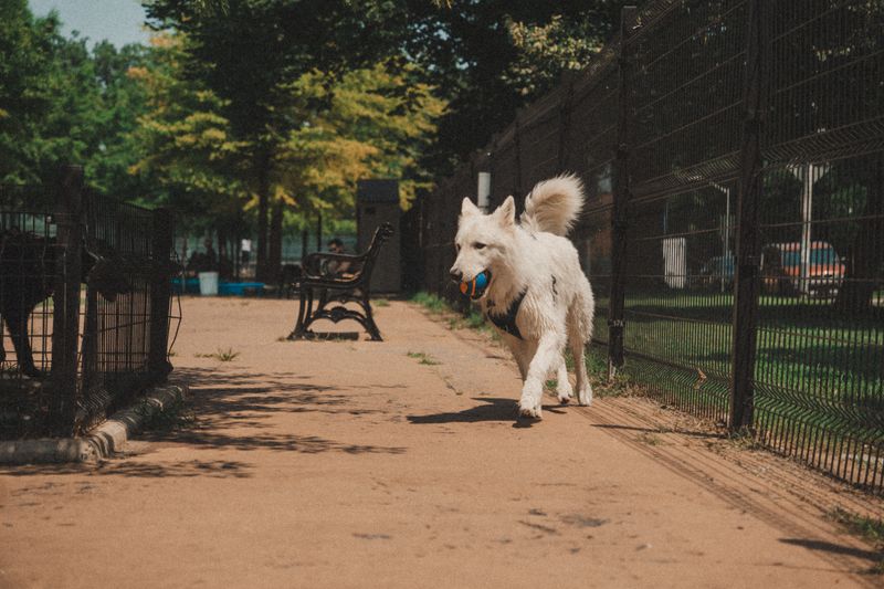 Dog Park Photos, Download The BEST Free Dog Park Stock Photos & HD Images