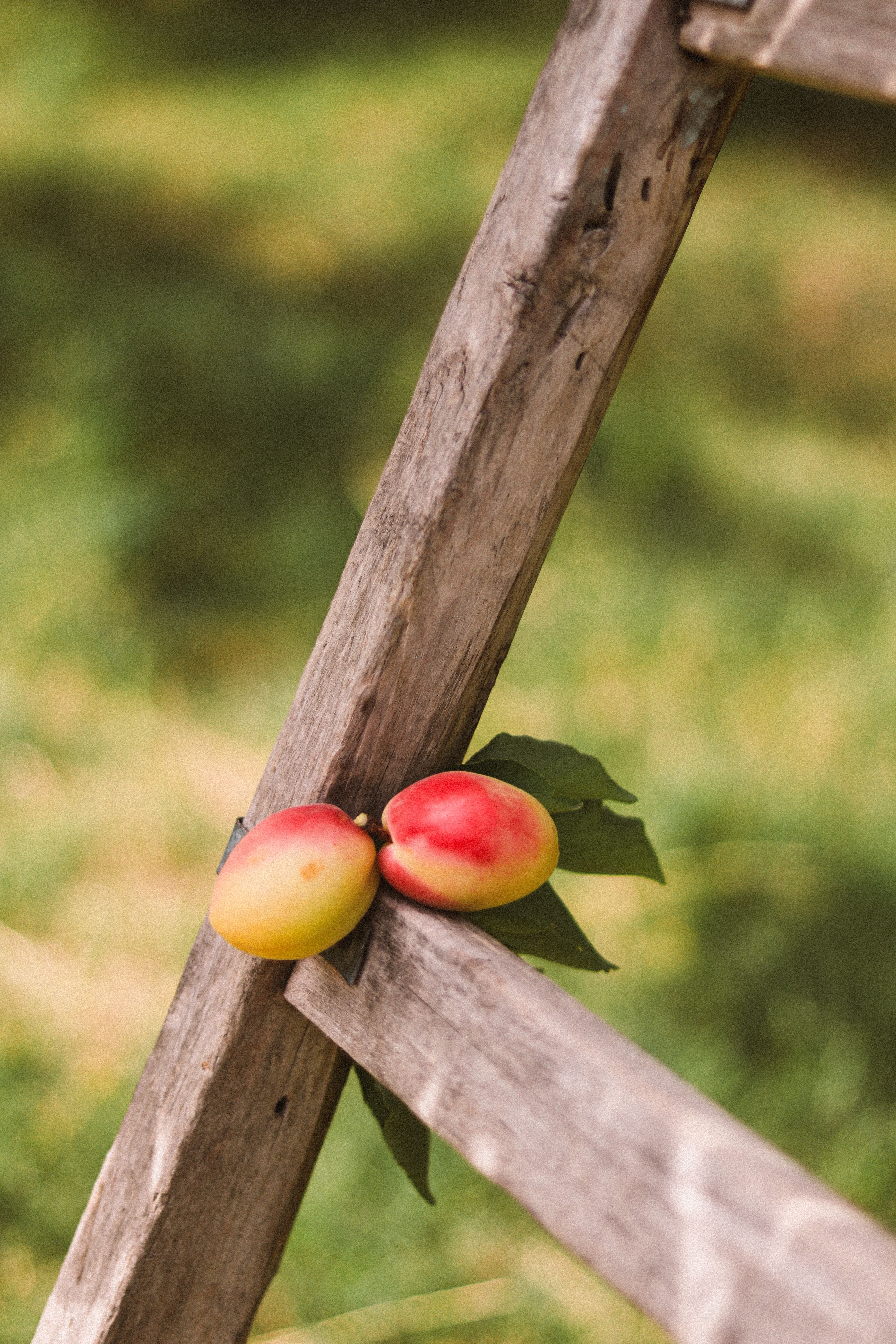 Rustic Ladder with Ripe Apples Outdoors · Free Stock Photo
