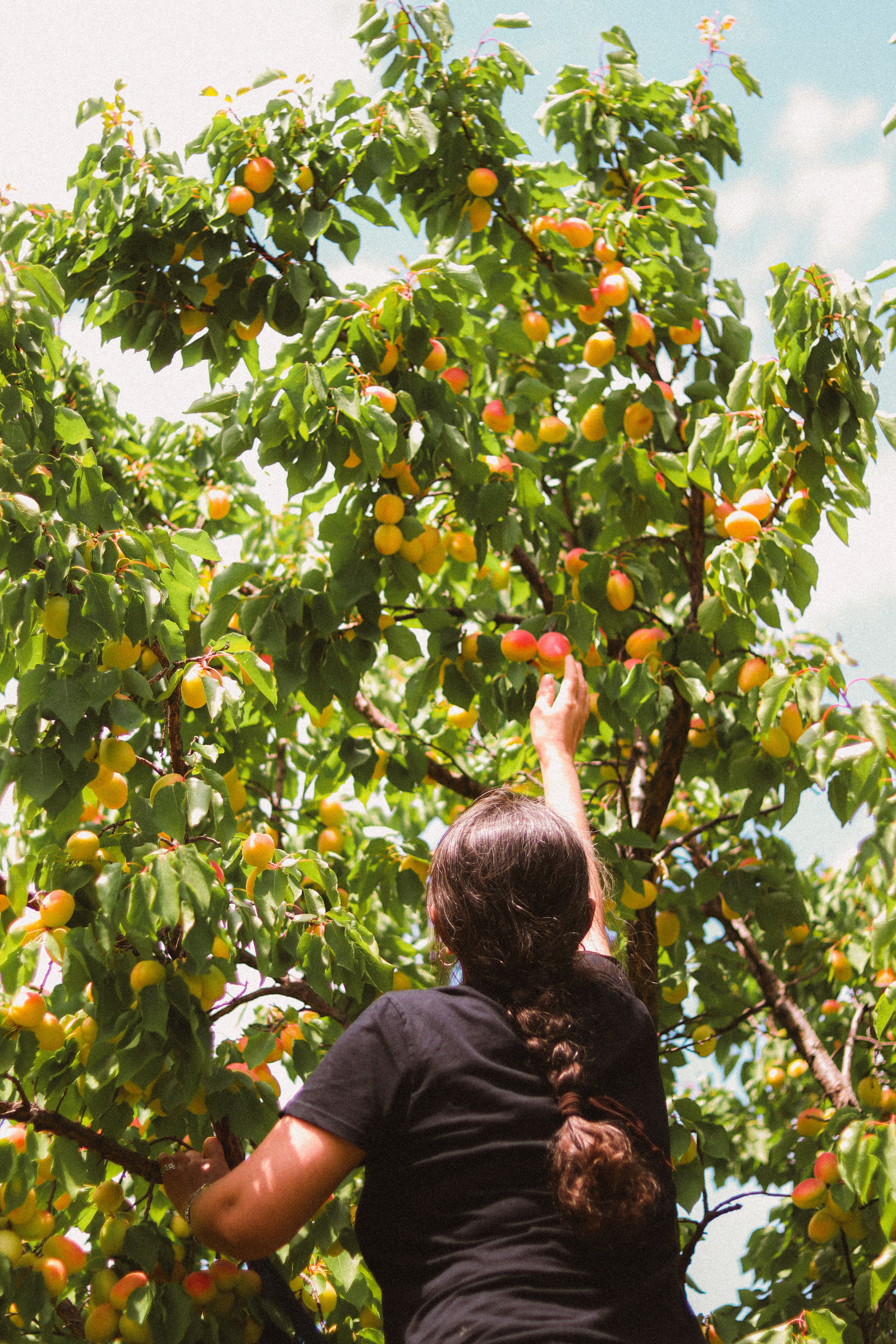 Woman Picking Fruit Photos, Download The BEST Free Woman Picking Fruit ...