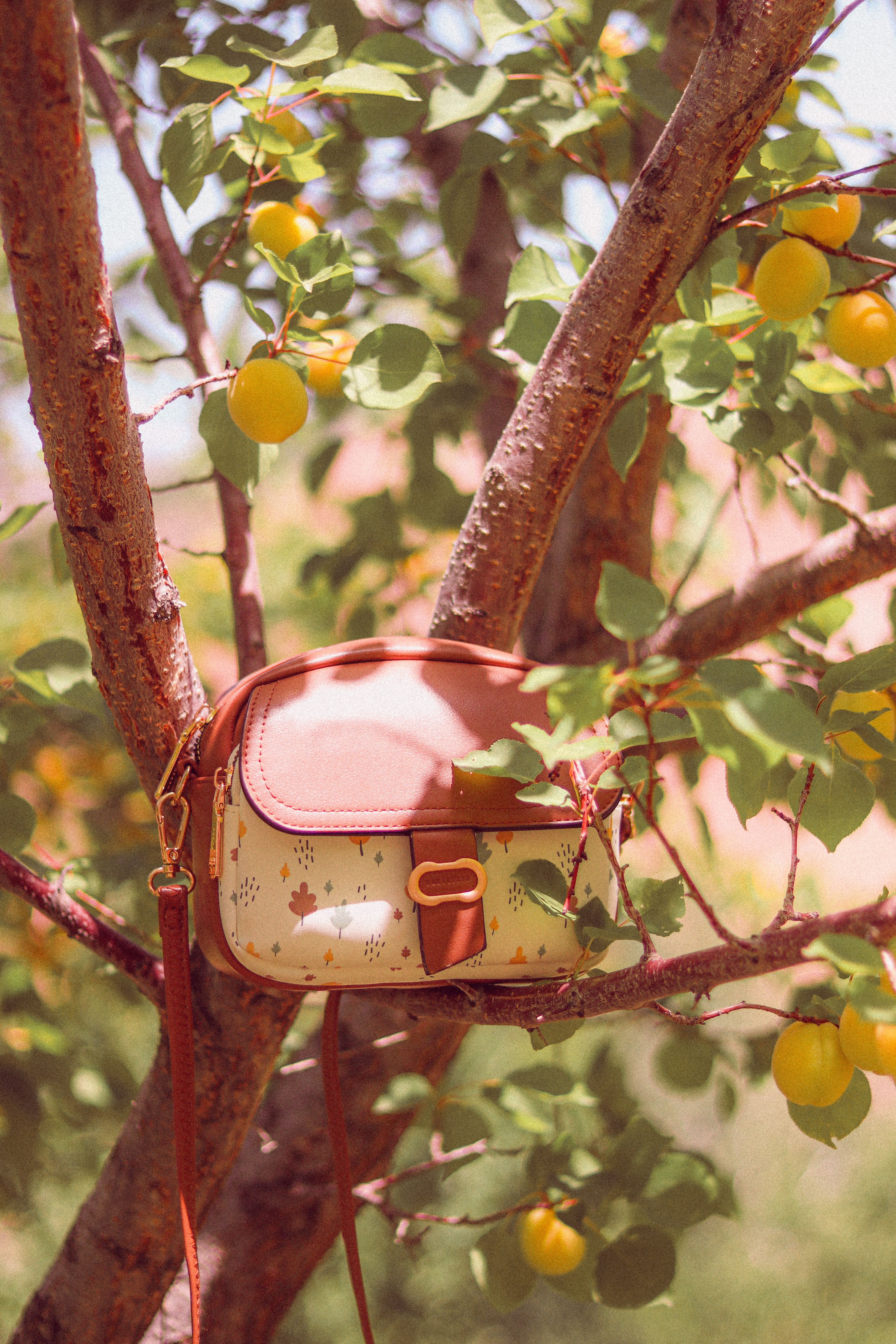 Stylish Handbag Hanging on a Fruit Tree Branch · Free Stock Photo