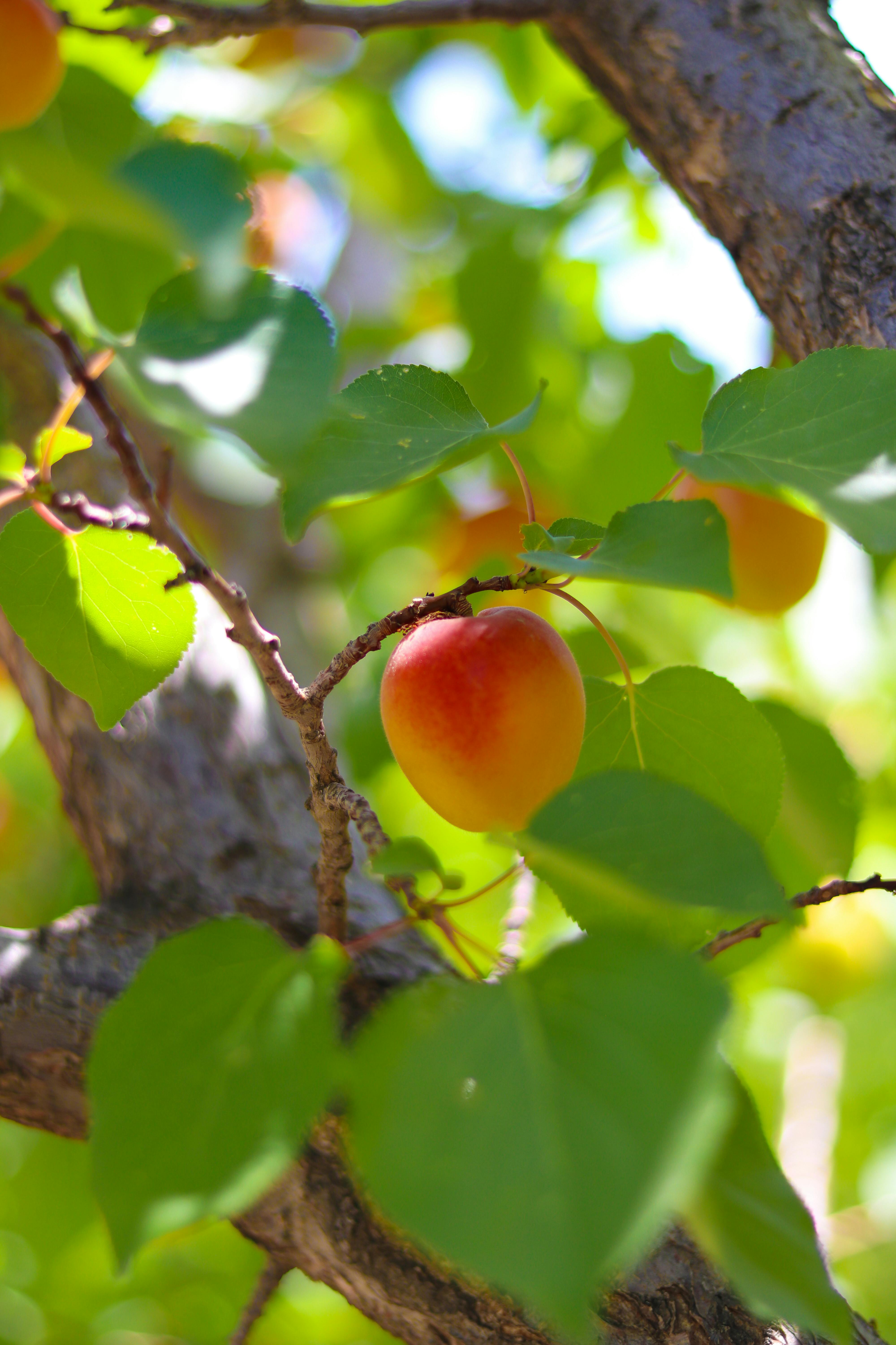 Orange Tree Nature Photos, Download The BEST Free Orange Tree Nature ...