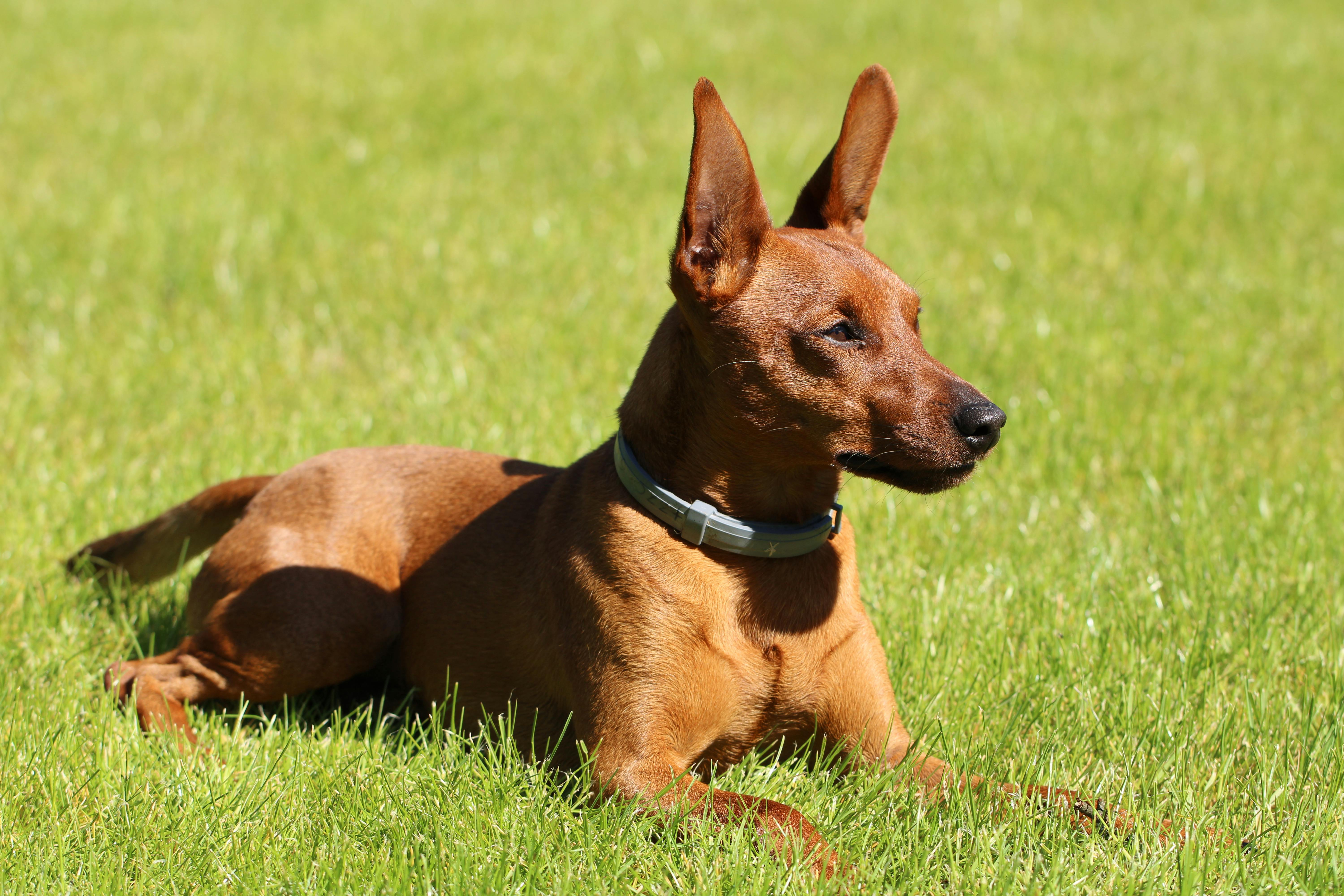 Pinscher Poodle Mix Dogs: Information and Pictures
