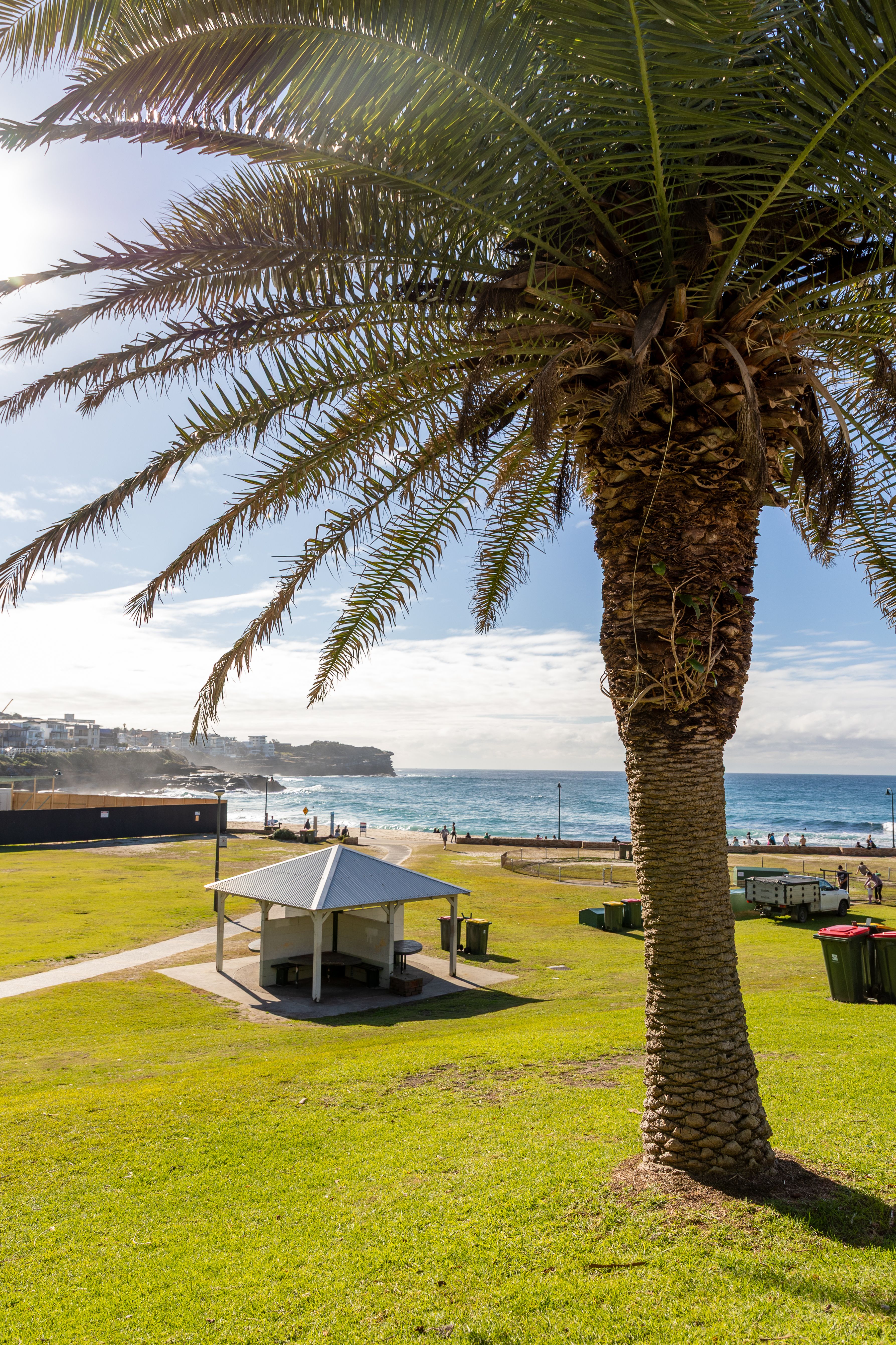 Scenic Beachfront Palm Tree Overlooking Ocean · Free Stock Photo