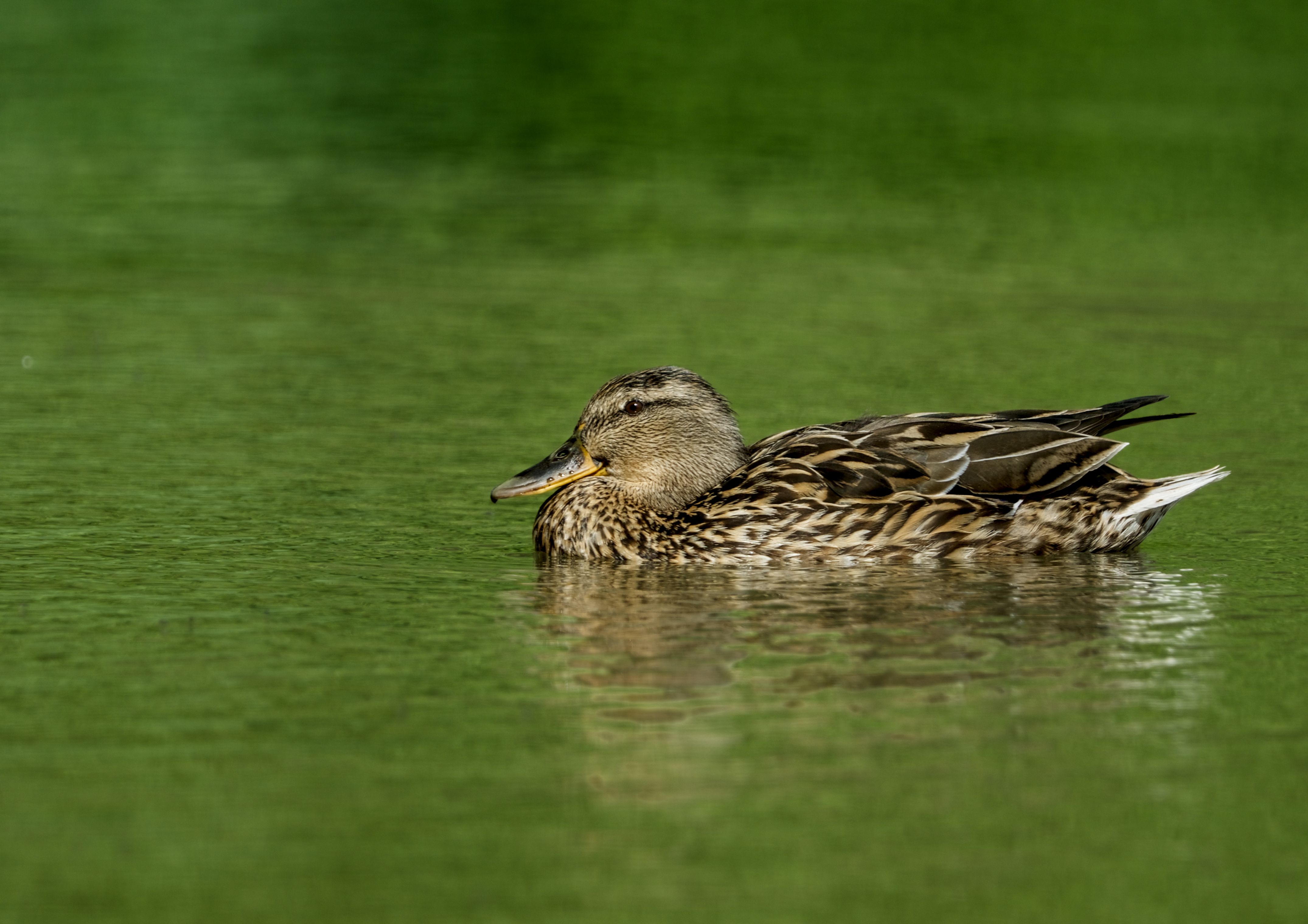 Majestic Mallard Duck Gliding on Calm Lake · Free Stock Photo