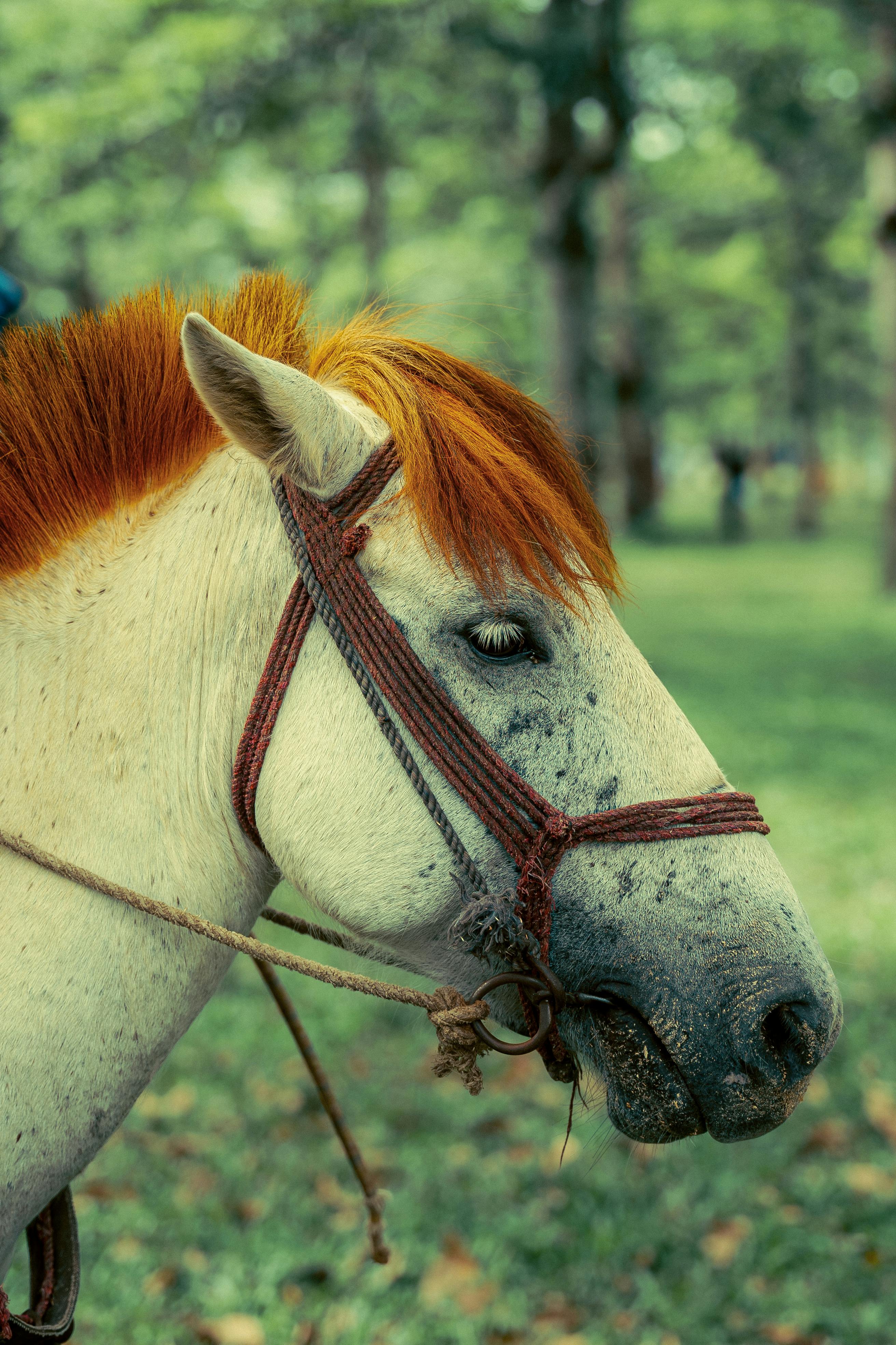 Capal Photo Photos, Download The BEST Free Capal Photo Stock Photos ...