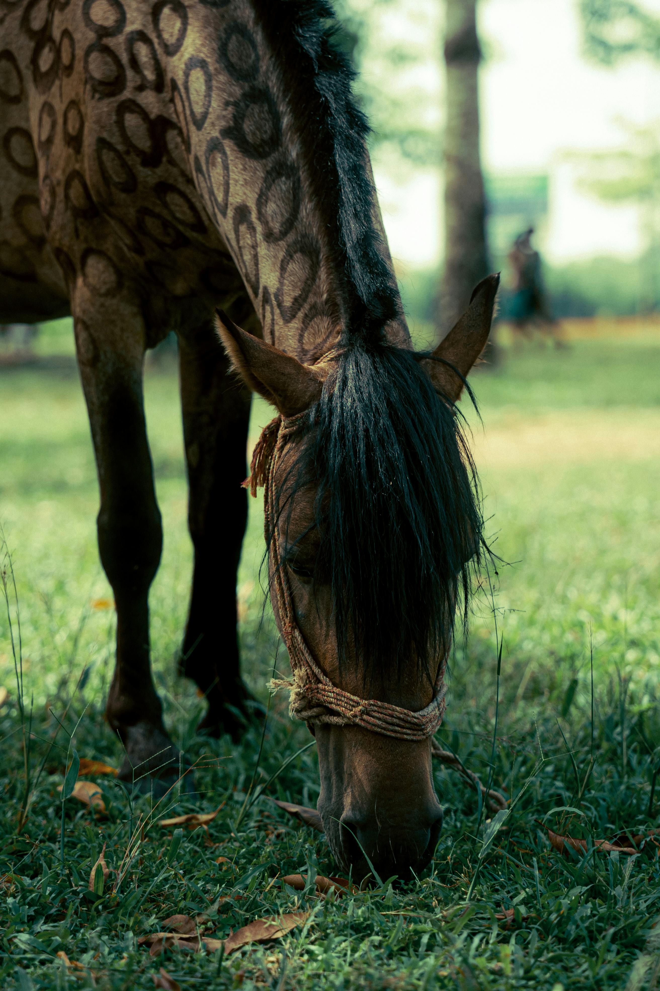 Capal Photo Photos, Download The BEST Free Capal Photo Stock Photos ...