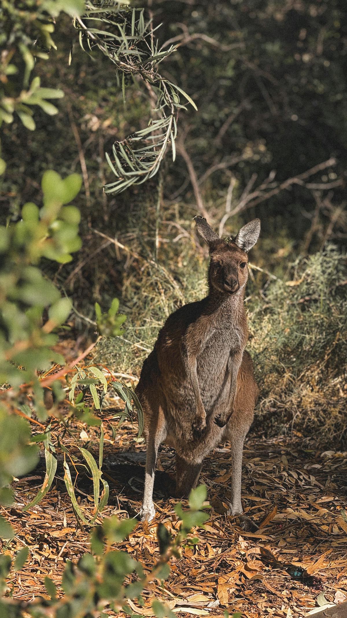 Australian Outback Photos, Download The BEST Free Australian Outback ...