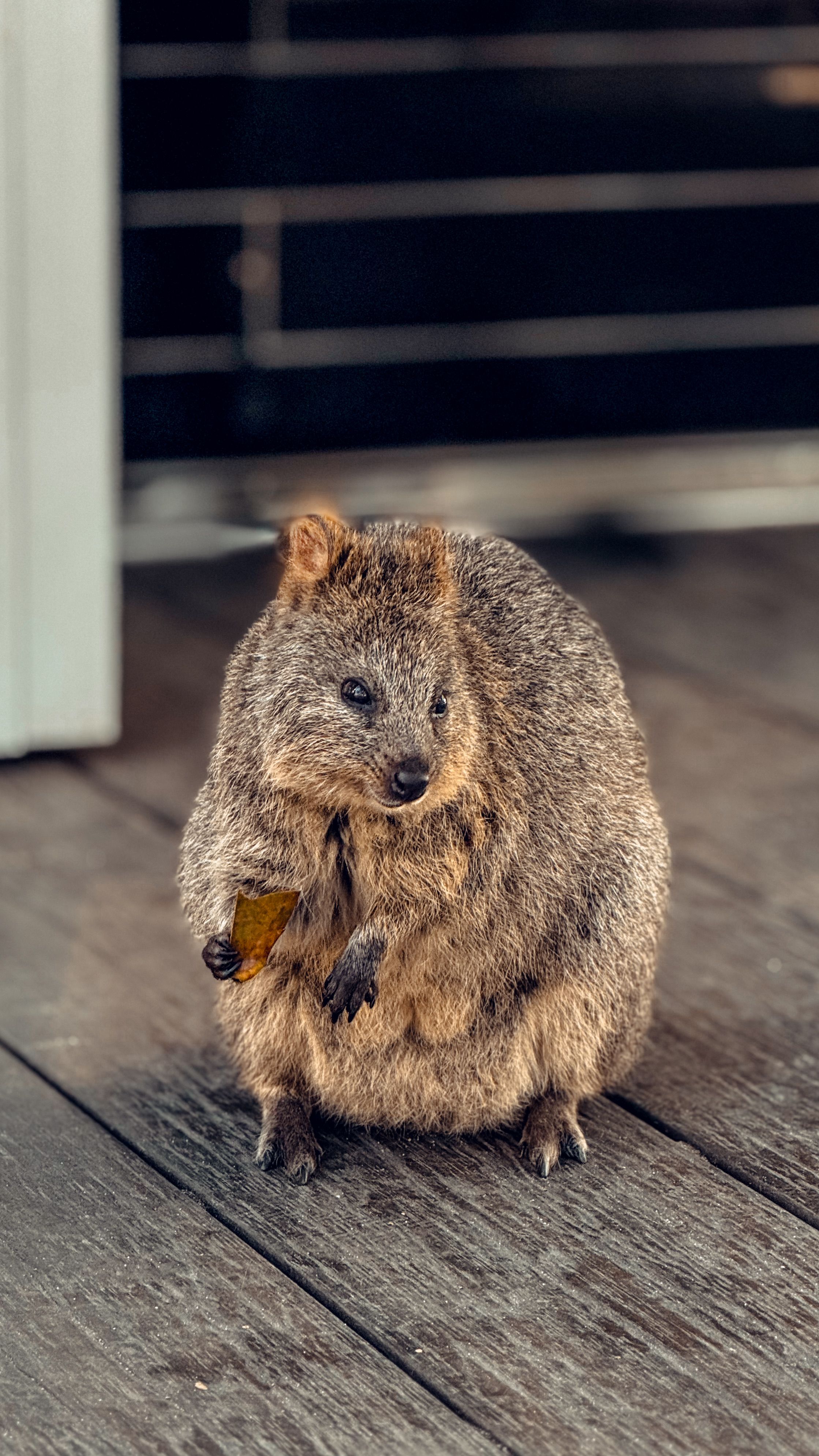 Quokka Photos, Download The BEST Free Quokka Stock Photos & HD Images