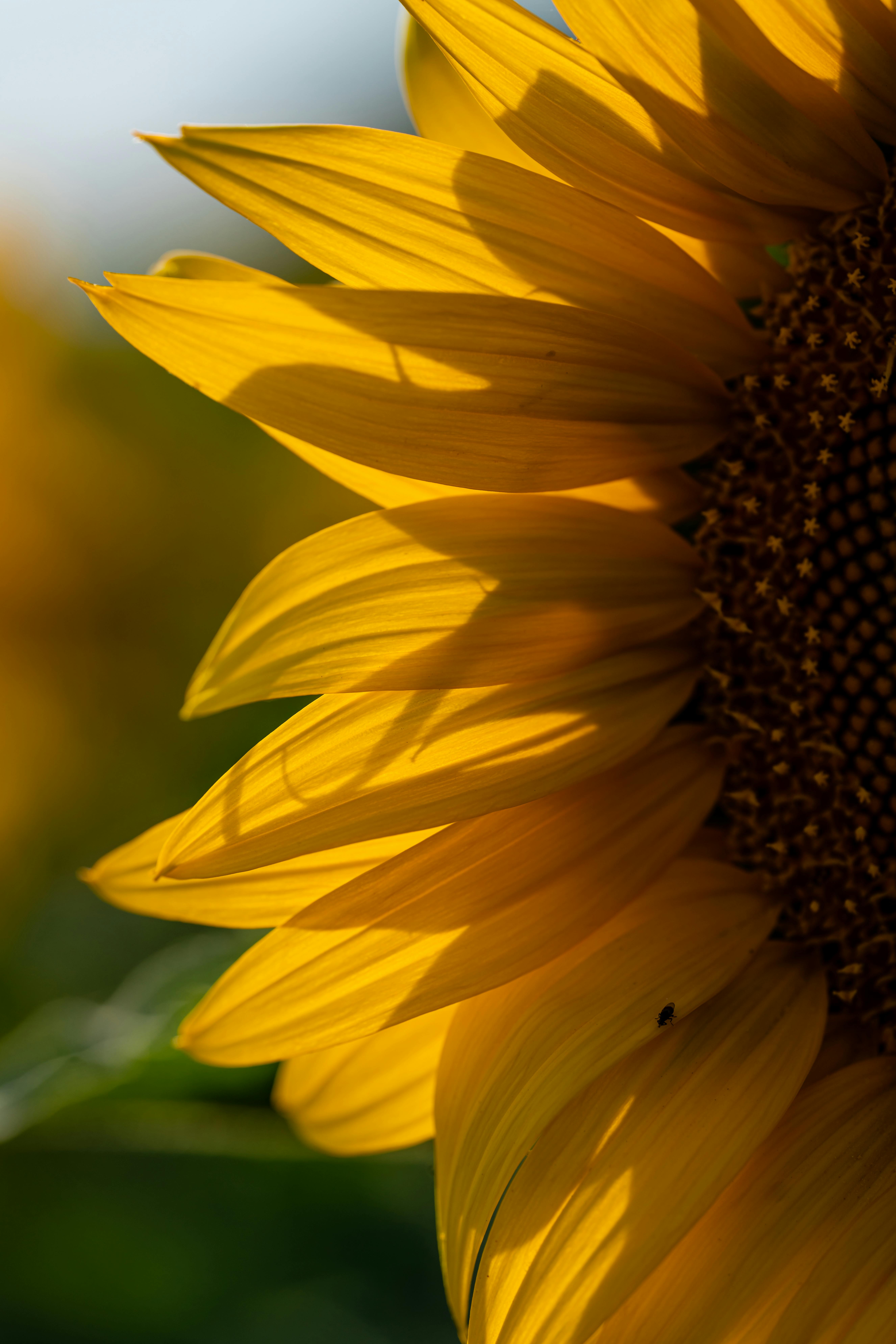 Wallpapers 4k Flower Photos, Download The BEST Free Wallpapers 4k ...