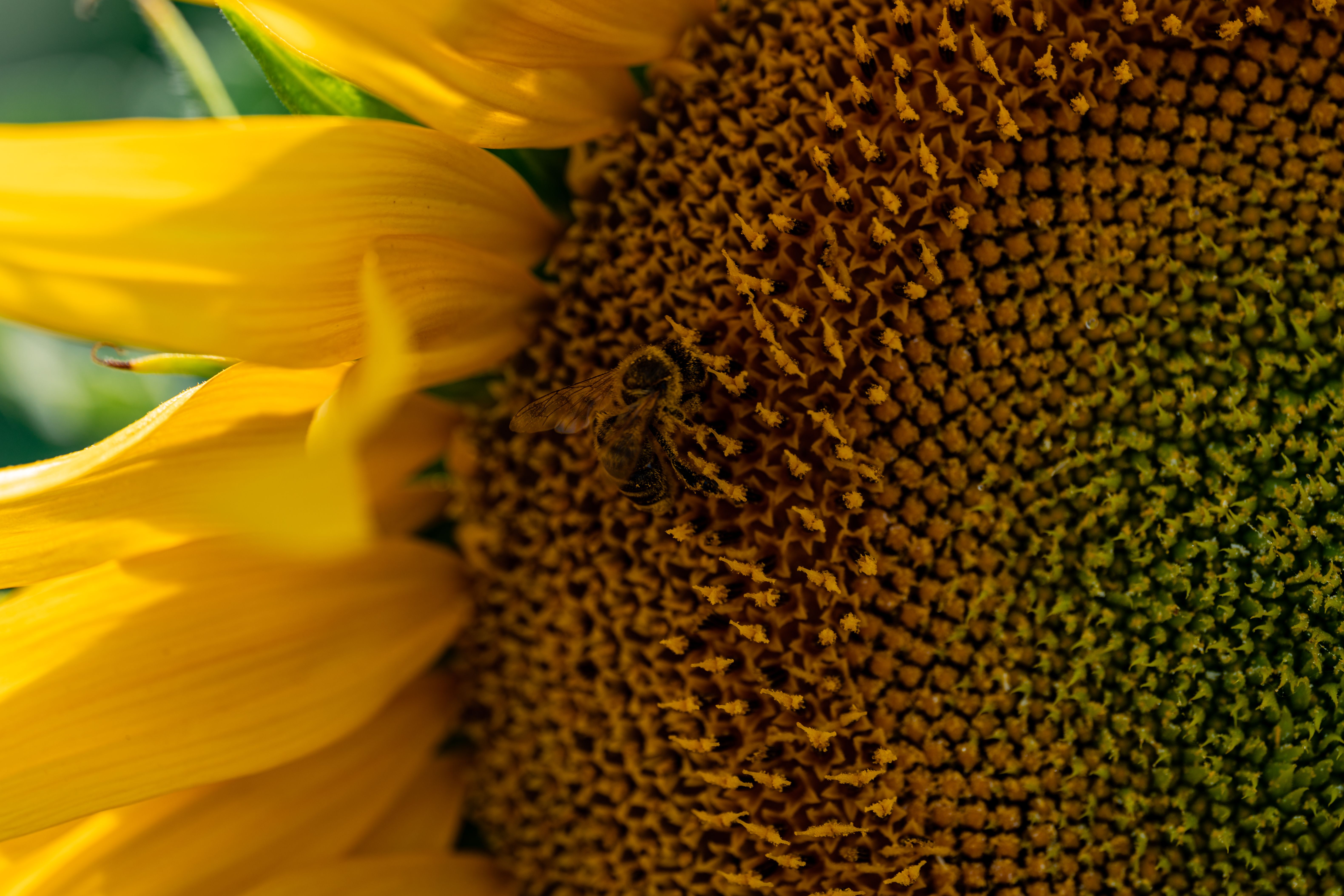 Insect 4k Photos, Download The BEST Free Insect 4k Stock Photos & HD Images