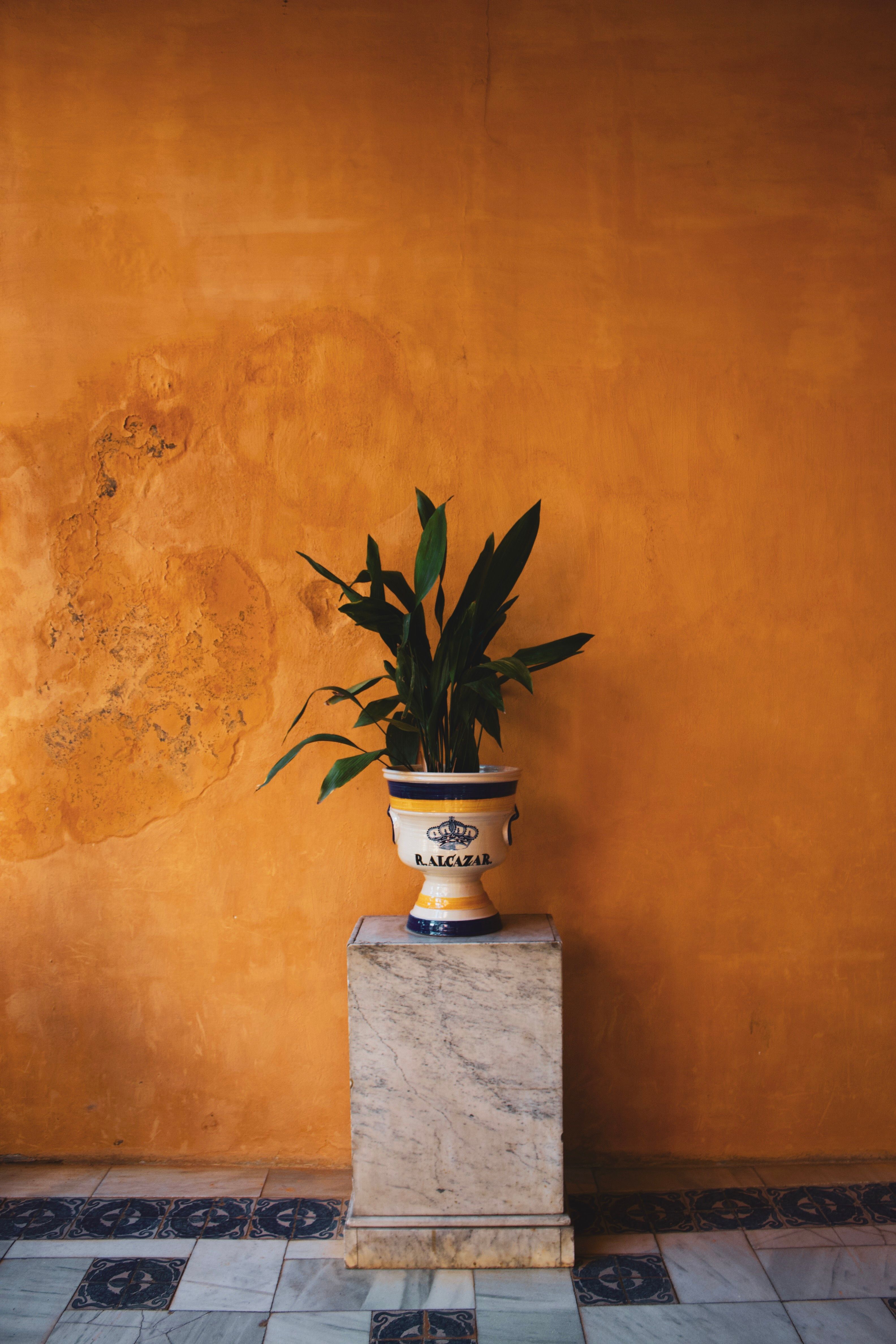 Green-leafed Plant in White and Yellow Pot · Free Stock Photo