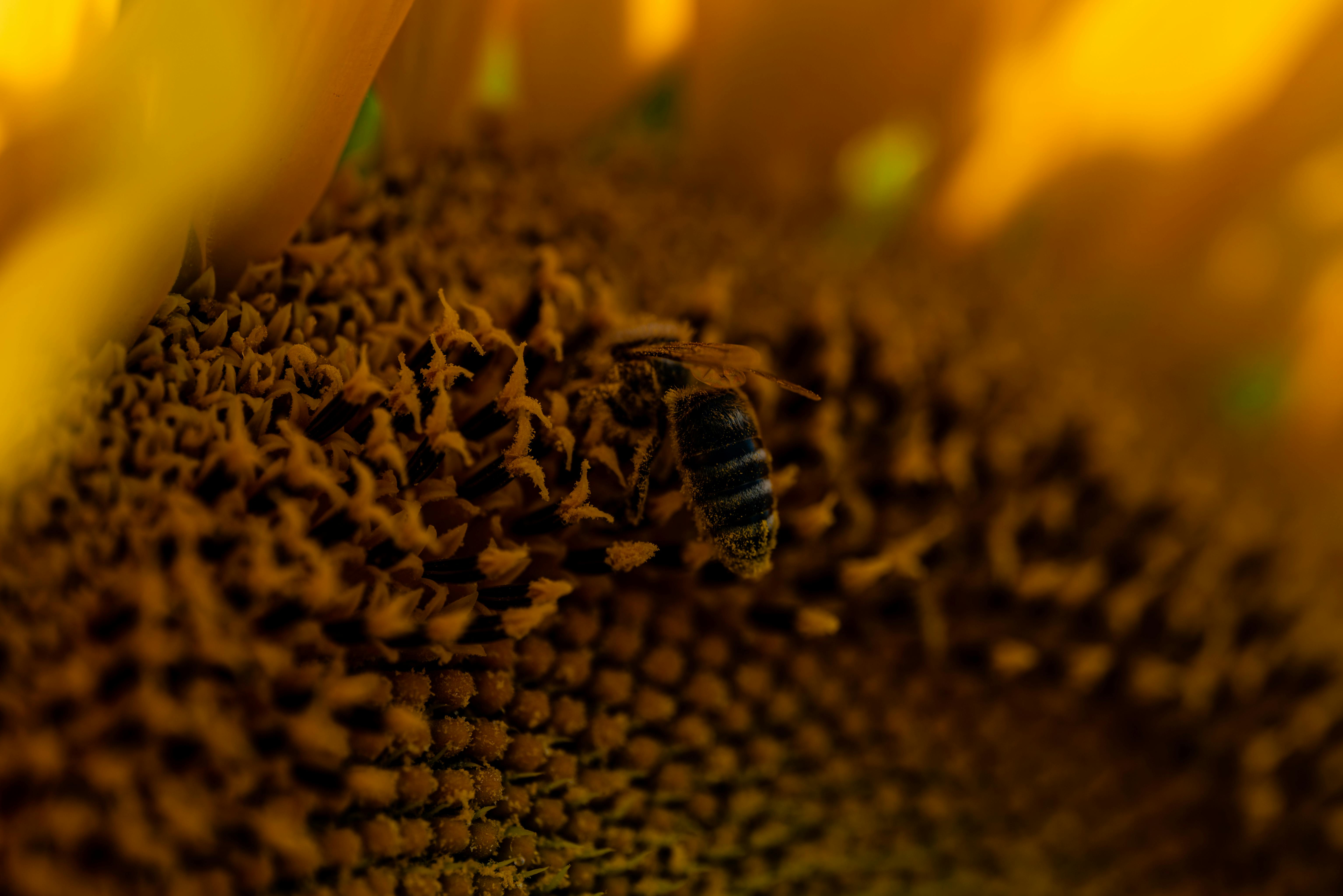 60,000+张最精彩的“4k Carton Wallpaper”图片 · 100%免费下载 · Pexels素材图片