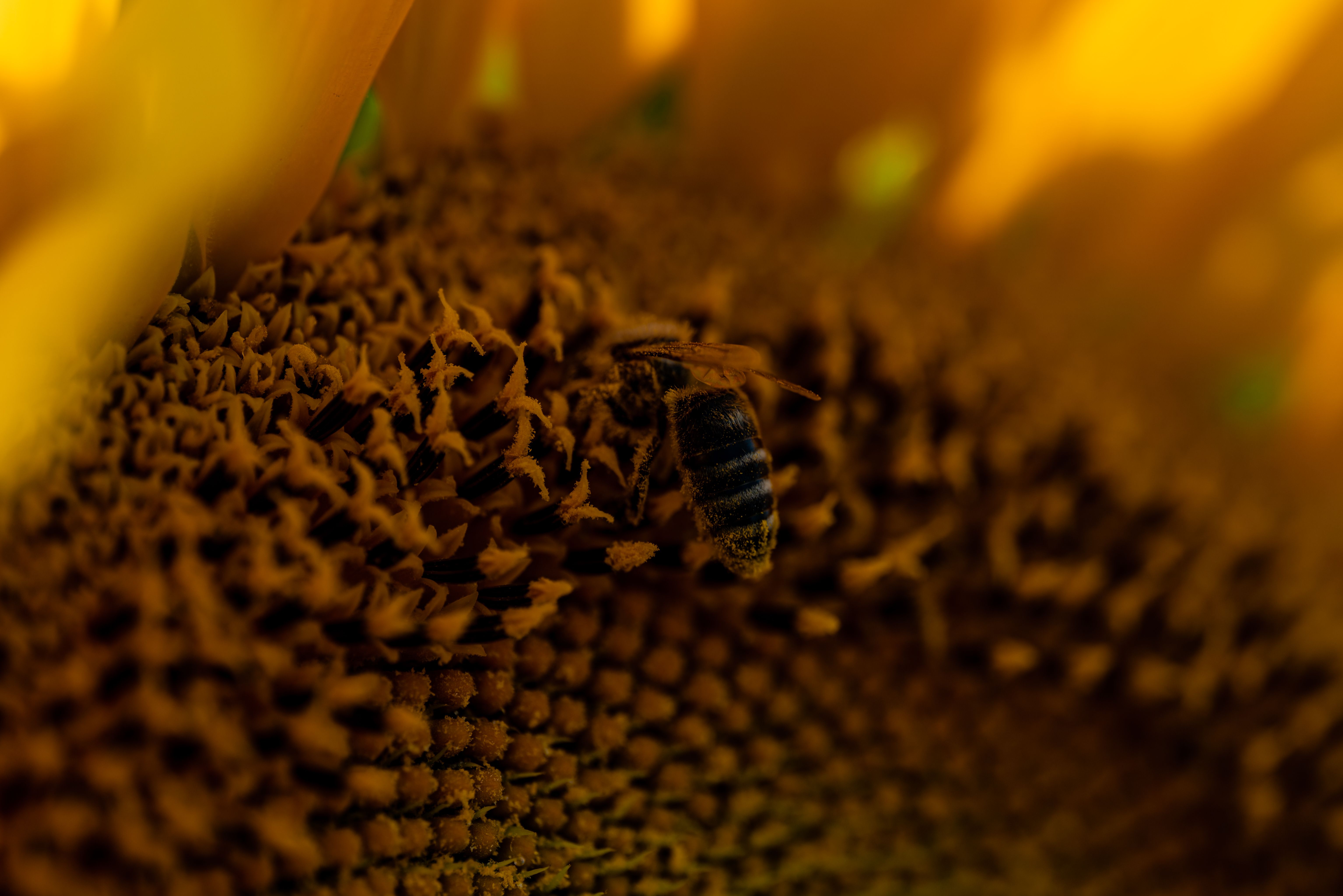Close Up Photo Photos, Download The BEST Free Close Up Photo Stock ...