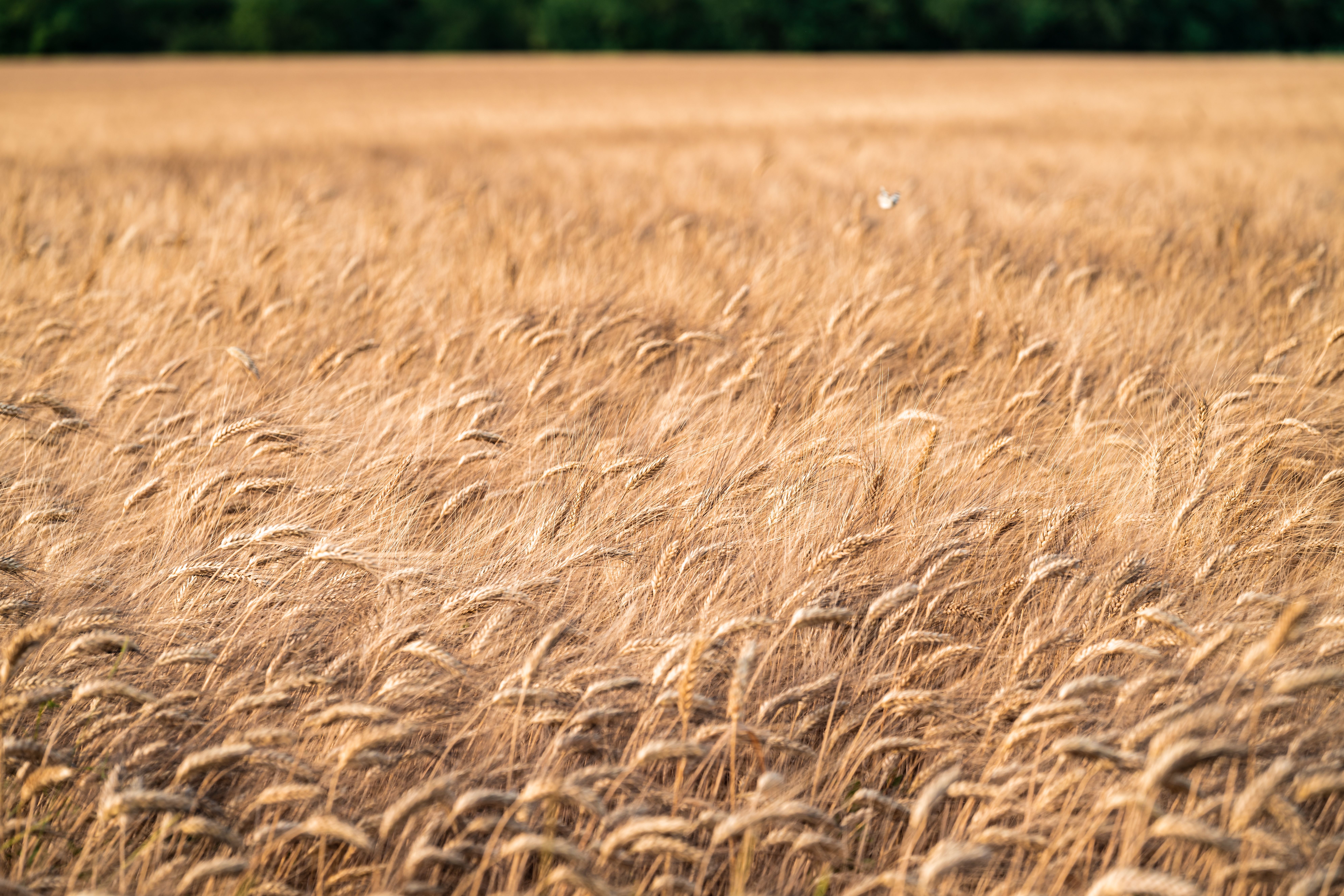 Golden Barley Field in Summer Light · Free Stock Photo