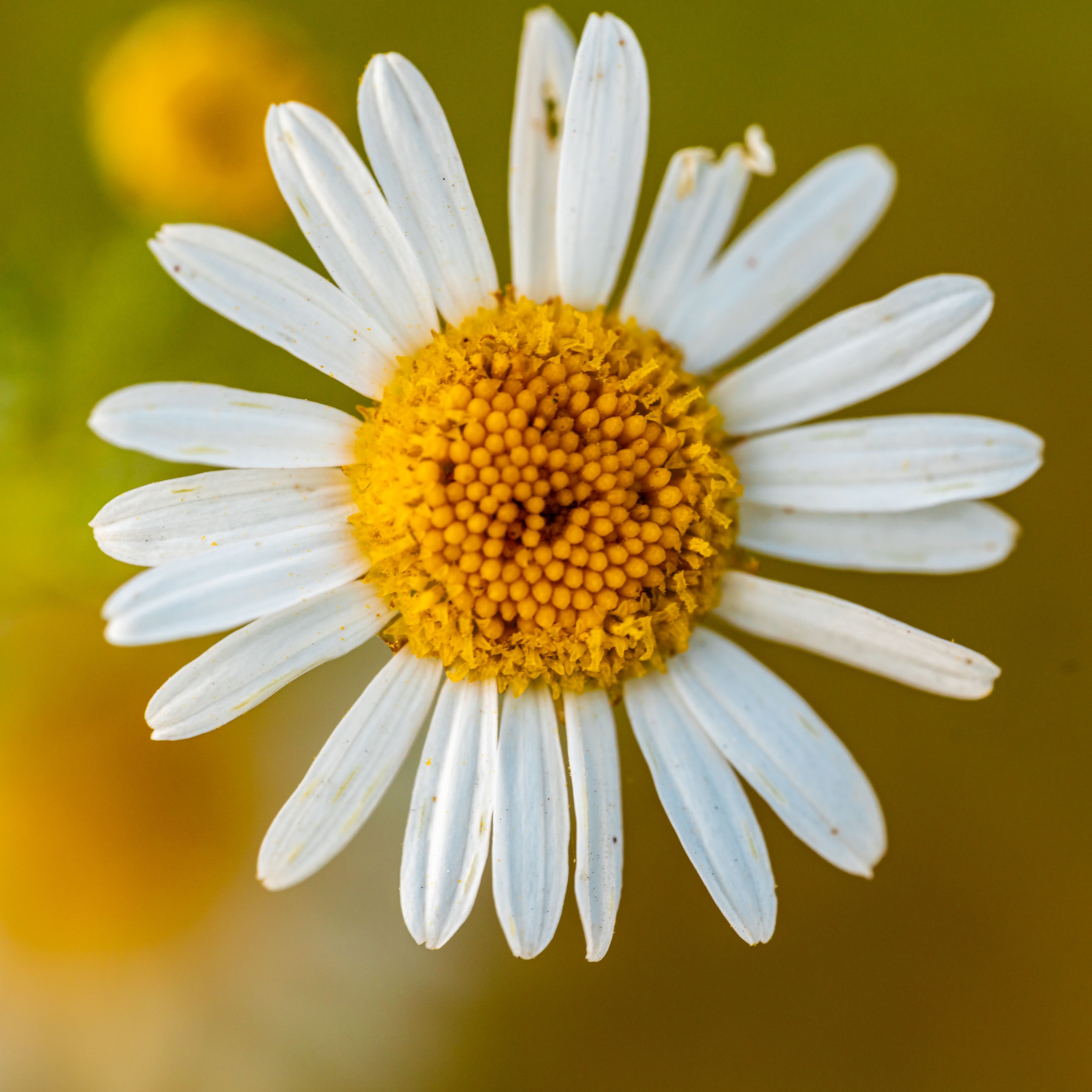 Fotografia Macro De Uma Flor De Margarida Branca · Foto profissional ...