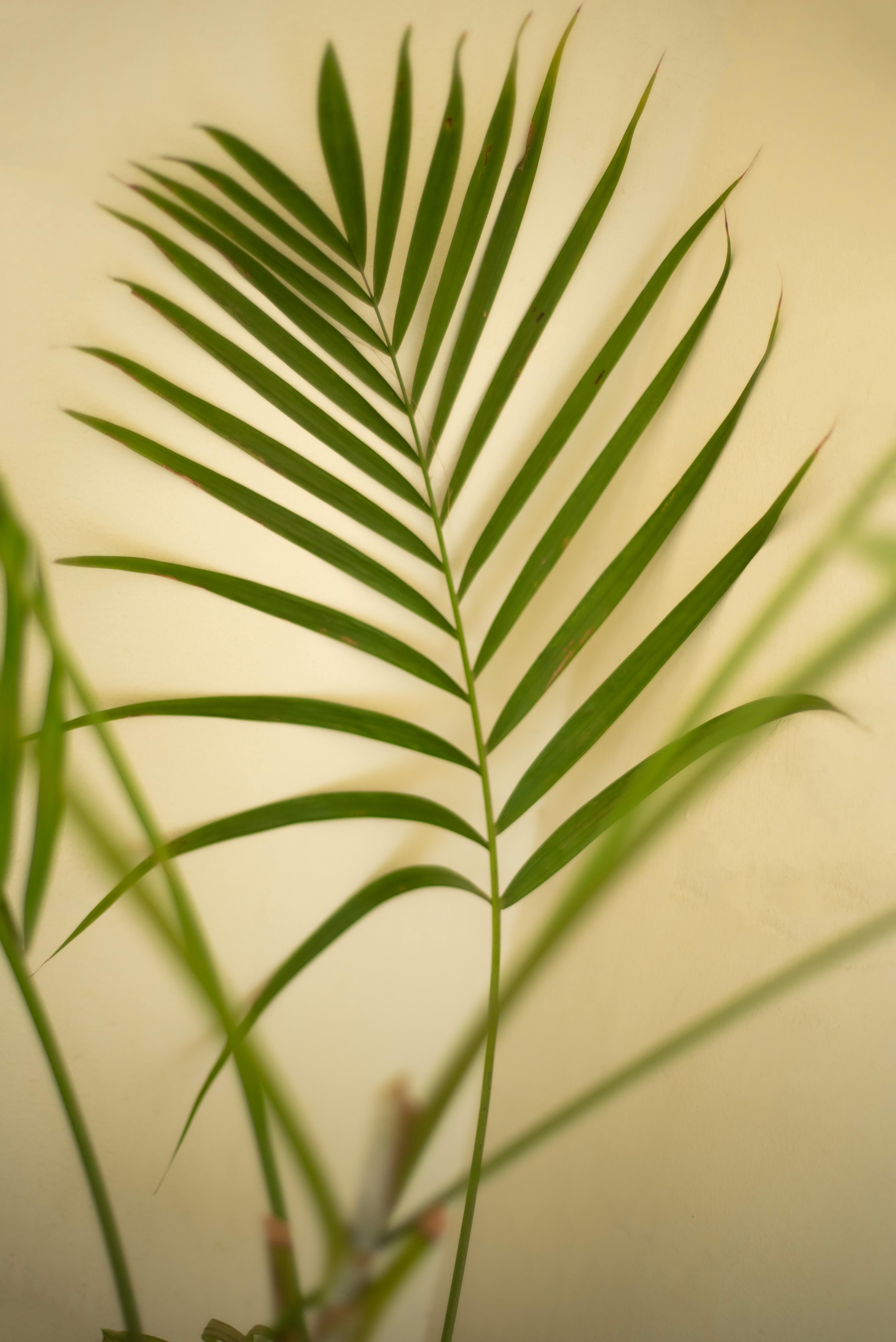 Morph Vision - 사진