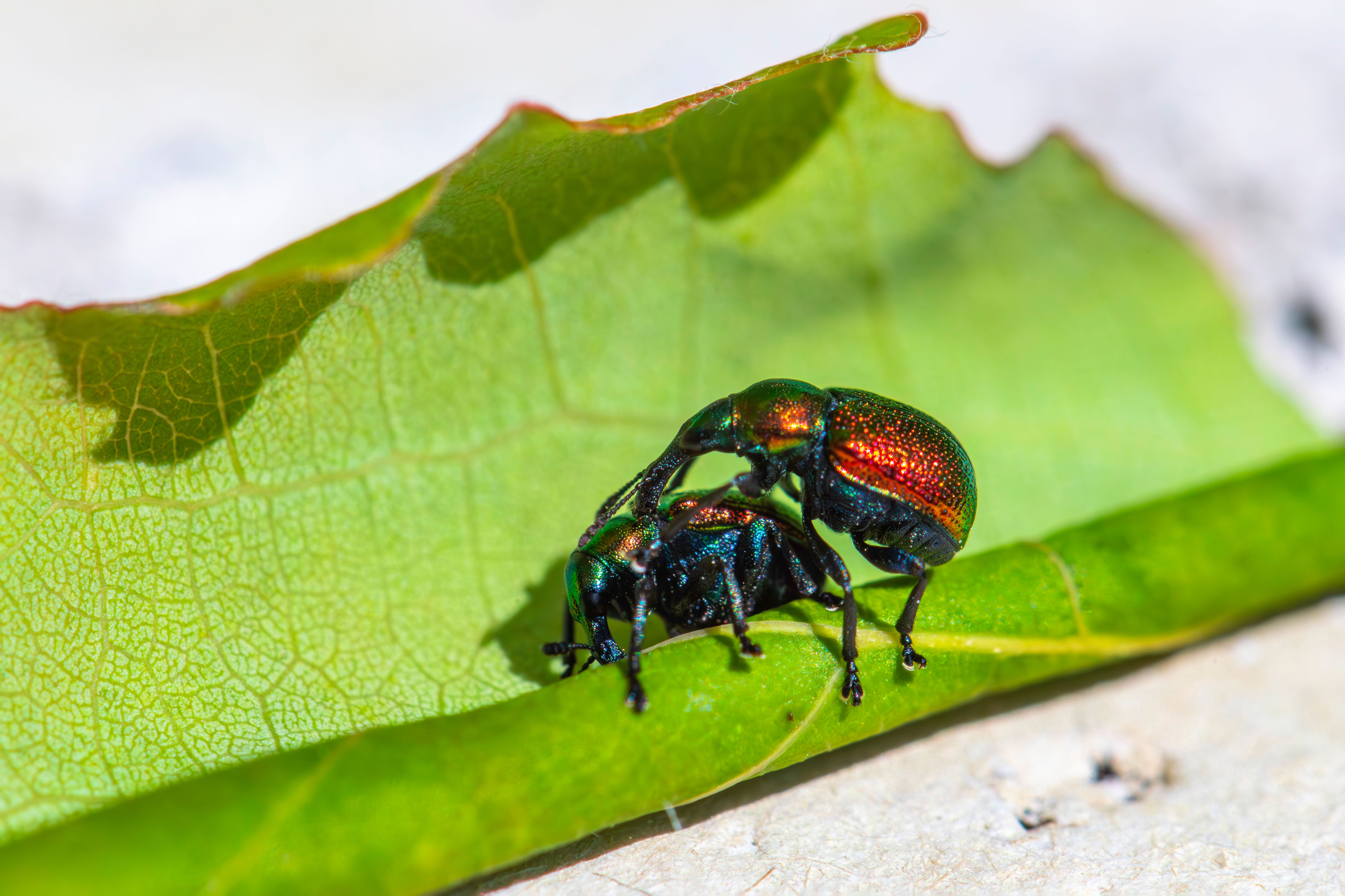 Pest Photos, Download The BEST Free Pest Stock Photos & HD Images