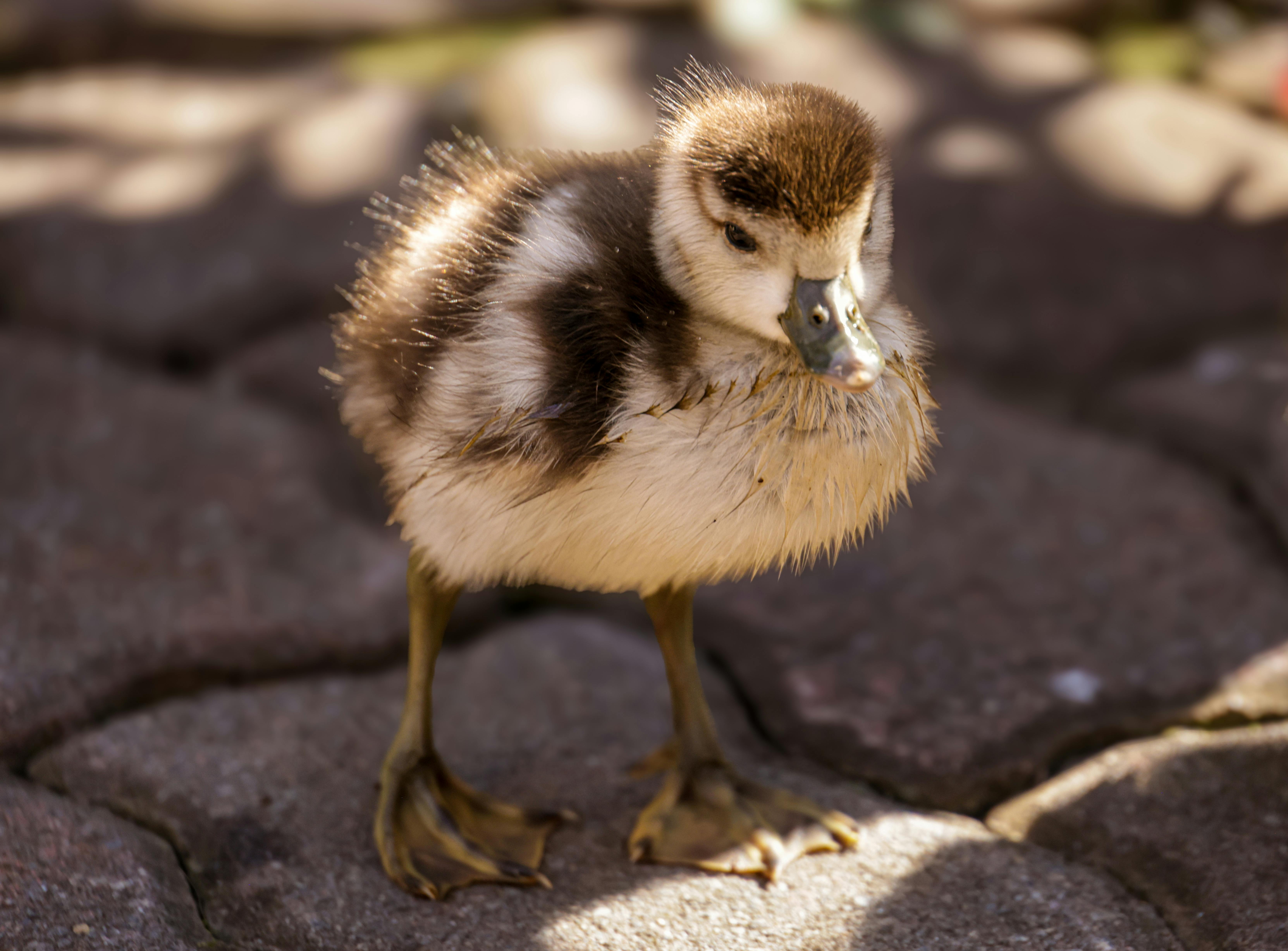 Adorable Baby Duckling Standing on Pavement · Free Stock Photo