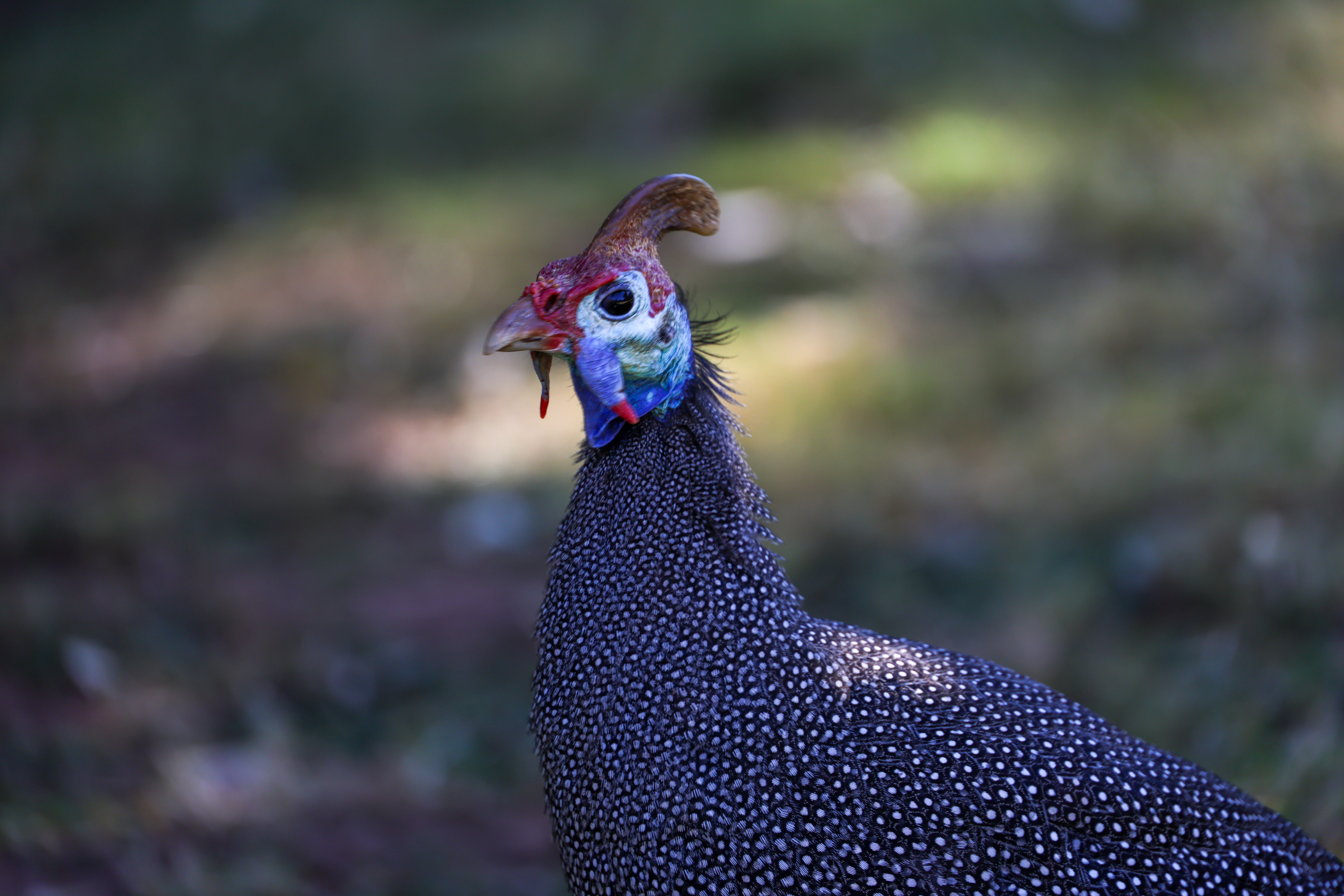 Guinea Fowl On A White Background Photos, Download The BEST Free Guinea ...