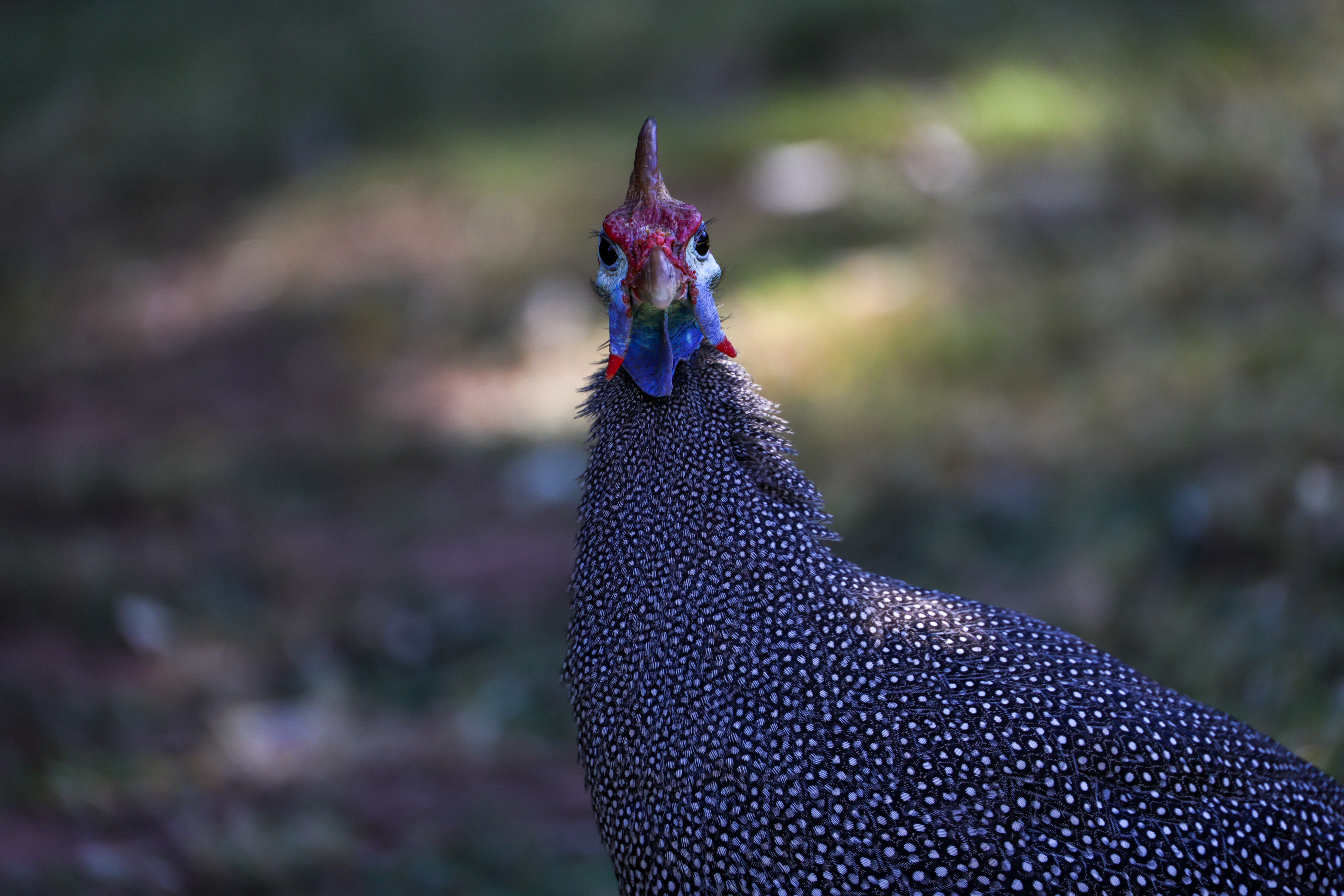 Close-up Portrait of Helmeted Guinea Fowl in Nature · Free Stock Photo