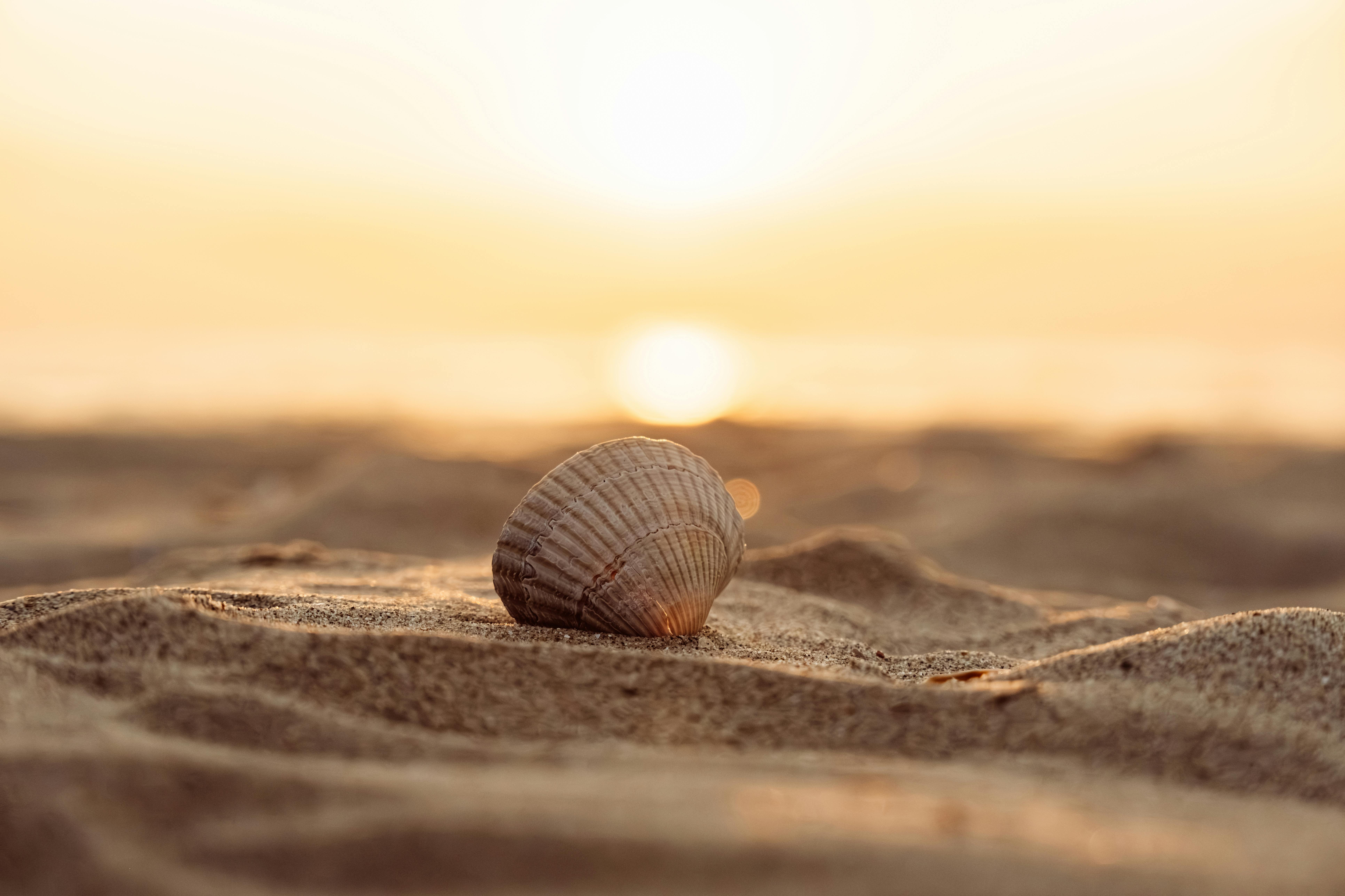 Beach With Seashells Photos, Download The BEST Free Beach With ...