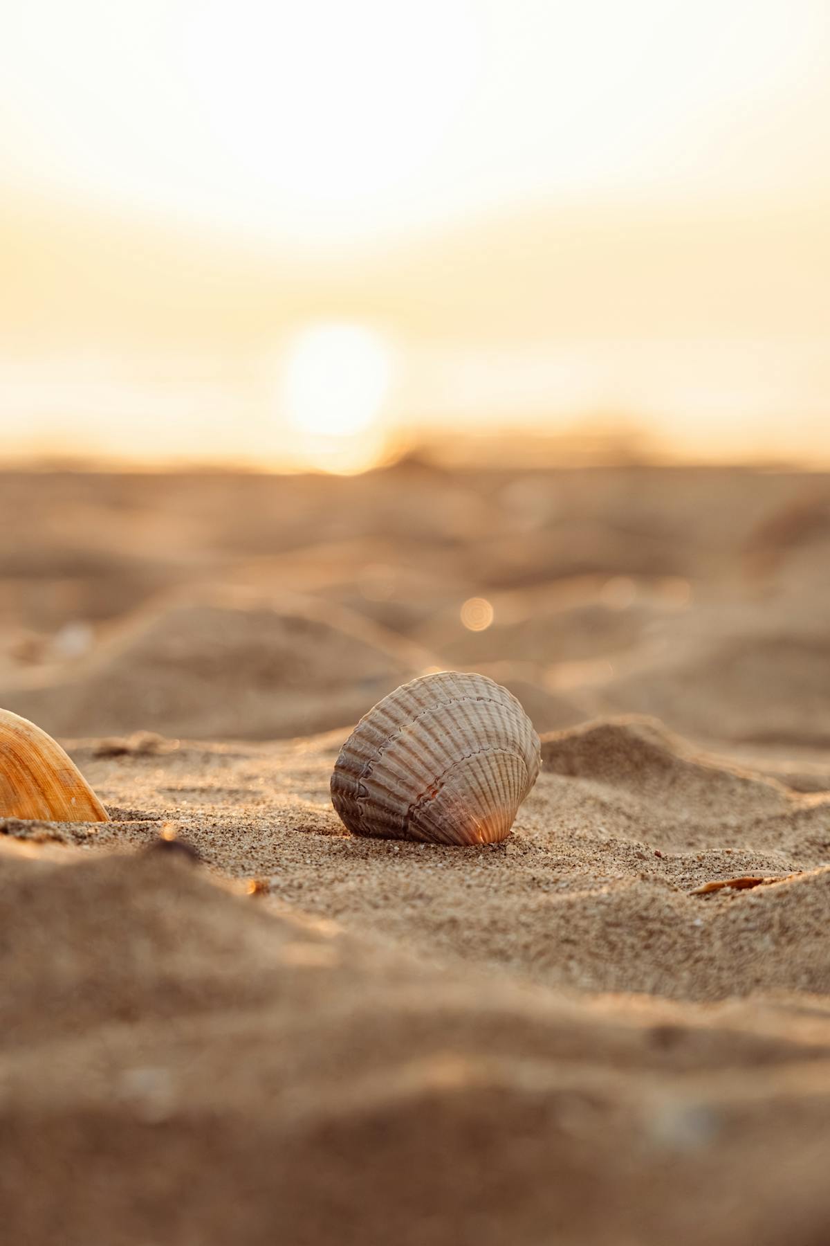 Shellfish Photos, Download The BEST Free Shellfish Stock Photos & HD Images