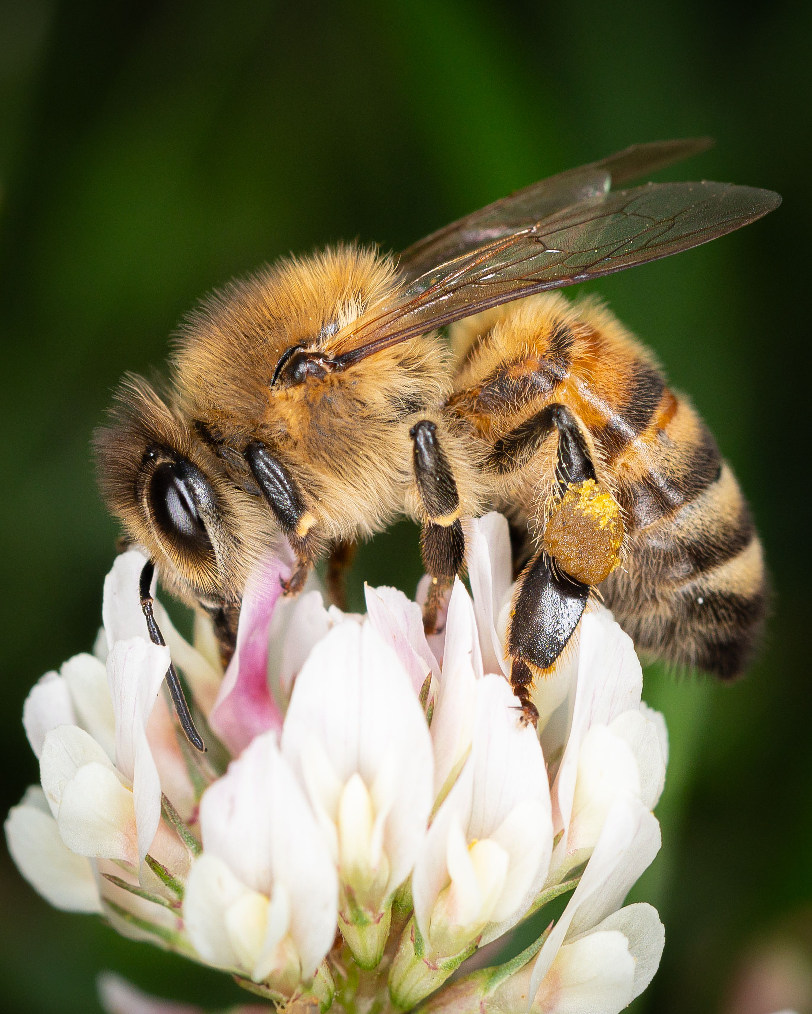 Close-up of Honey Bee Pollinating Clover Flower · Free Stock Photo