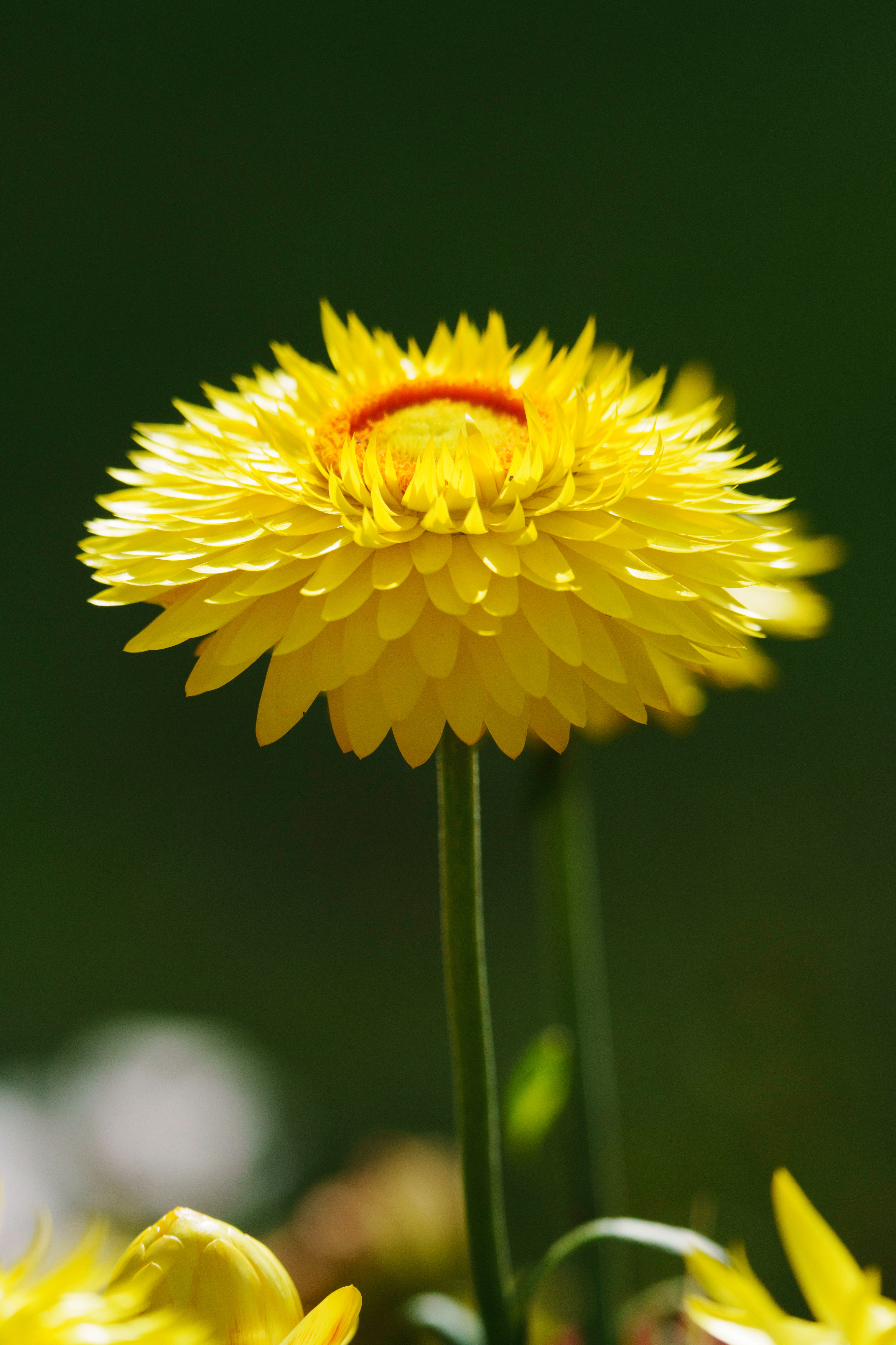 Vibrant Yellow Everlasting Flower in Bloom · Free Stock Photo