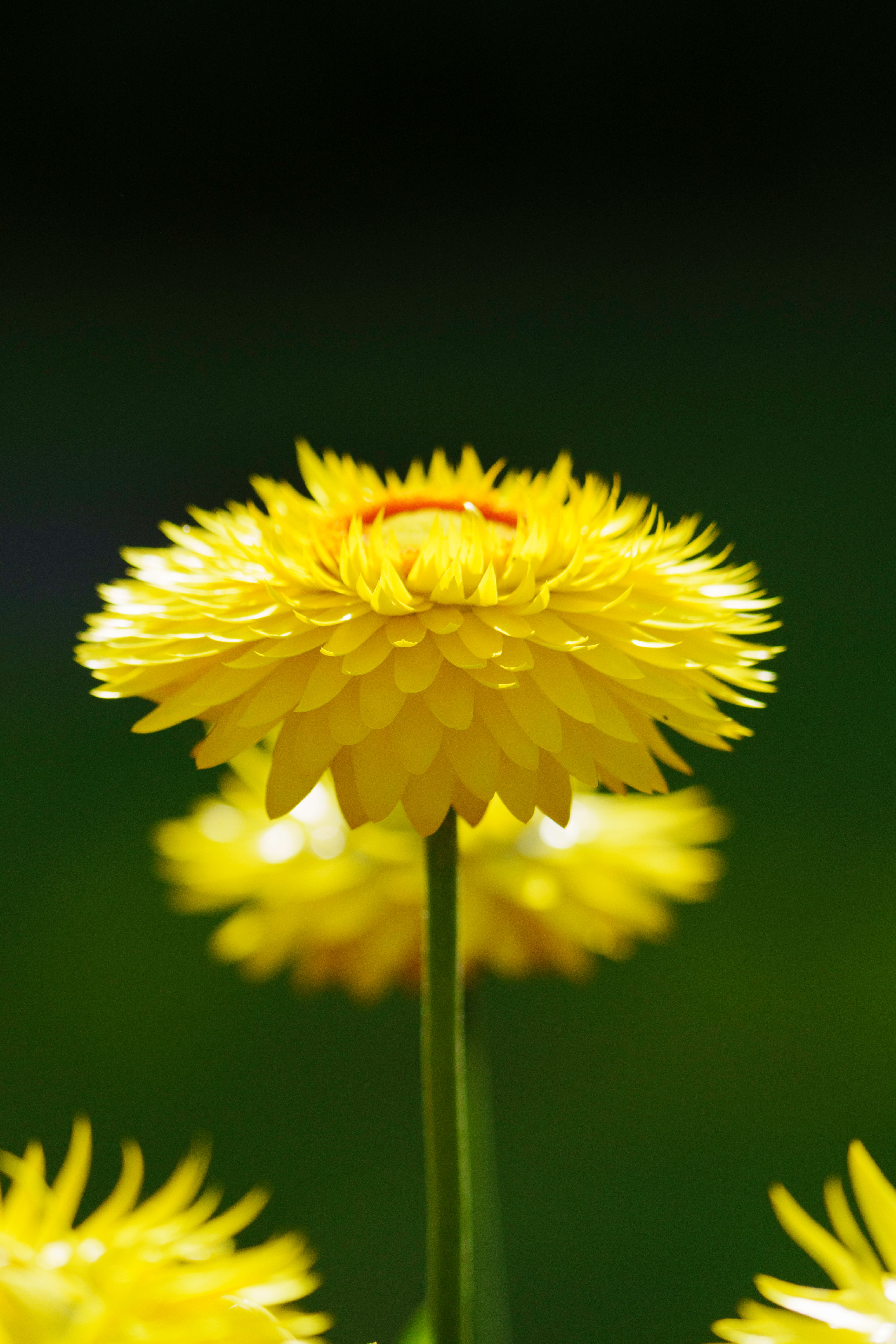 Close-Up of Vibrant Yellow Helichrysum Flower · Free Stock Photo