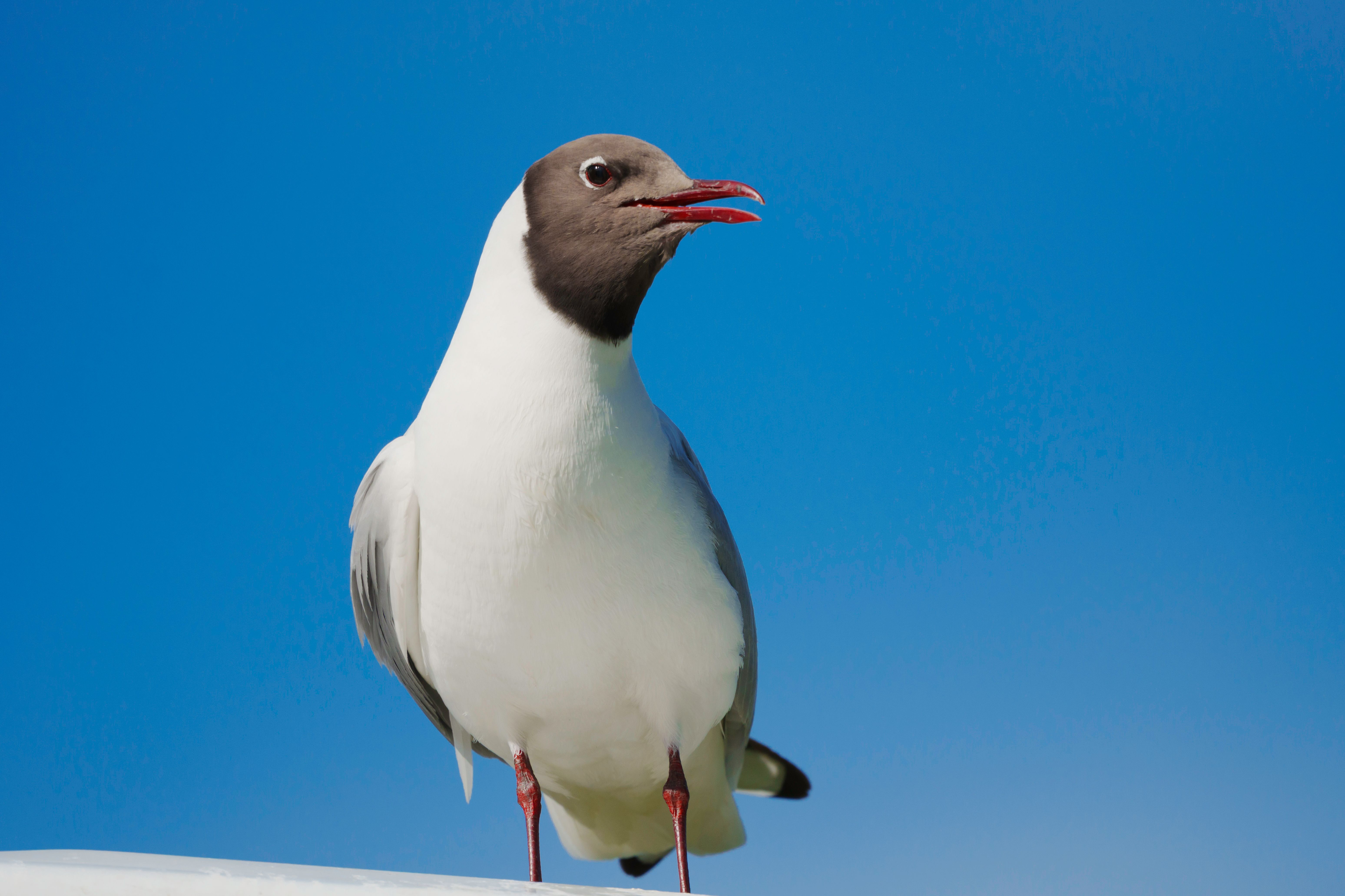 Black-headed Gull with Blue Sky Background · Free Stock Photo