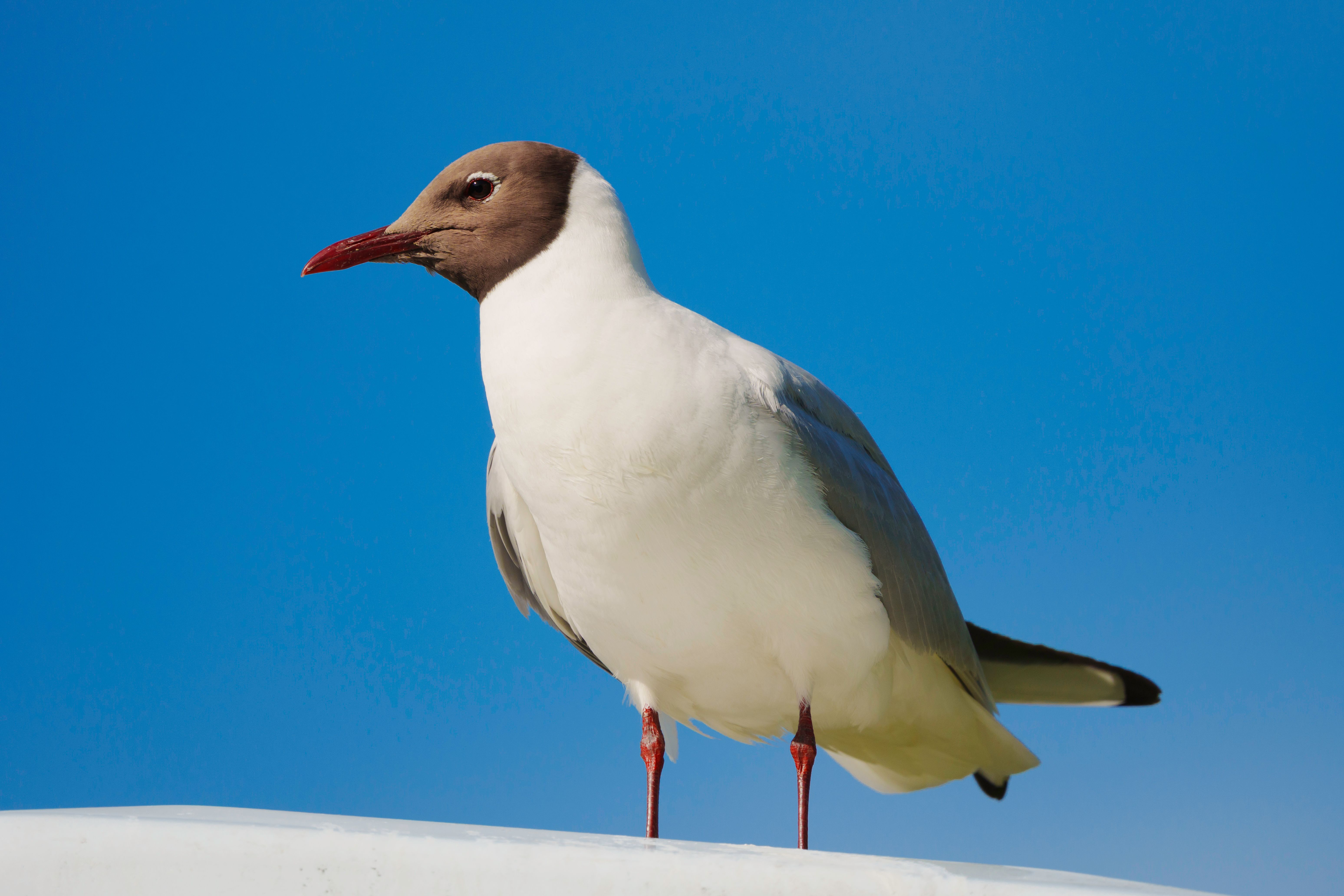 Close-up of Black-Headed Gull Against Blue Sky · Free Stock Photo