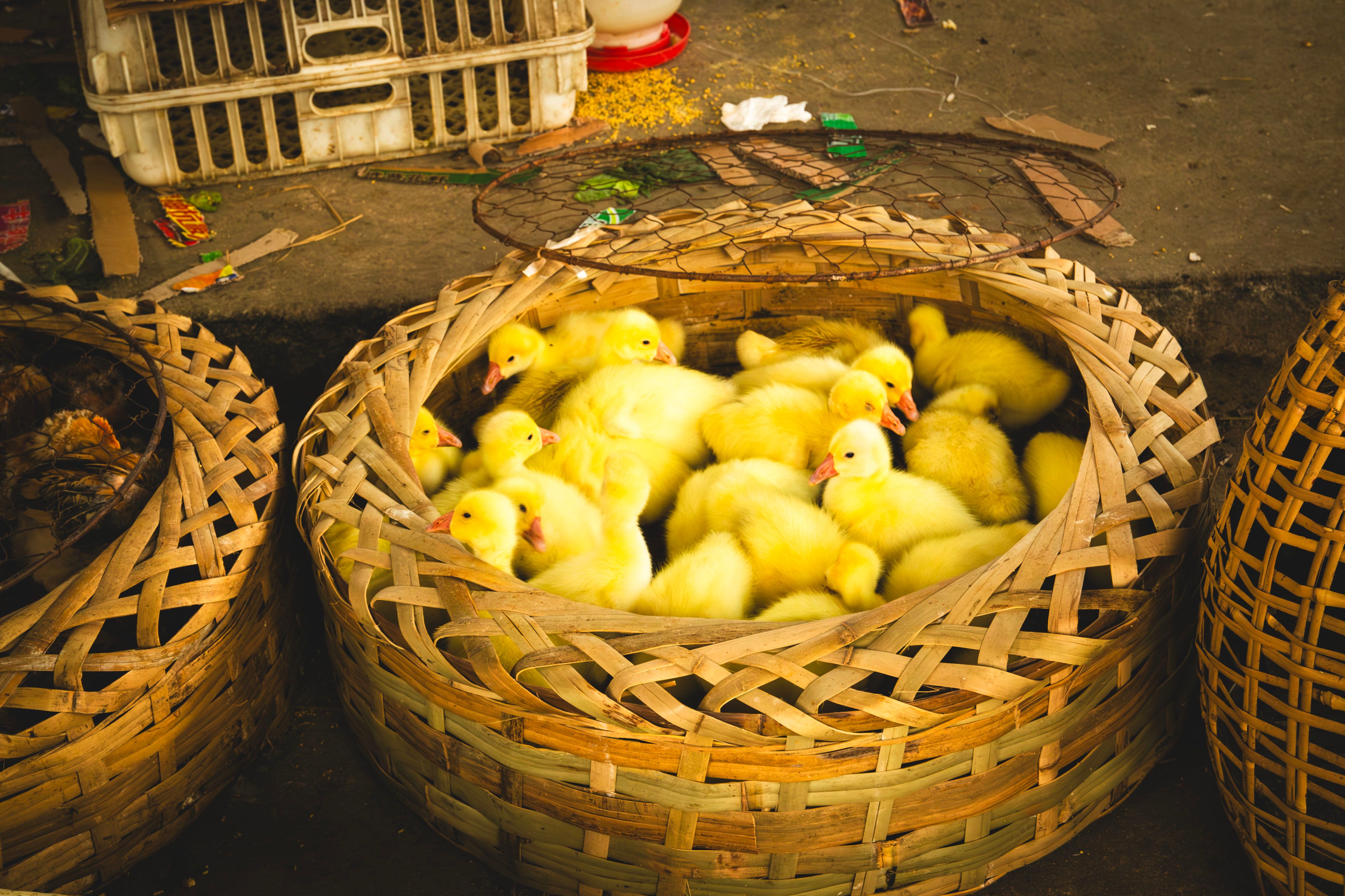 China Cute Photos, Download The BEST Free China Cute Stock Photos & HD ...