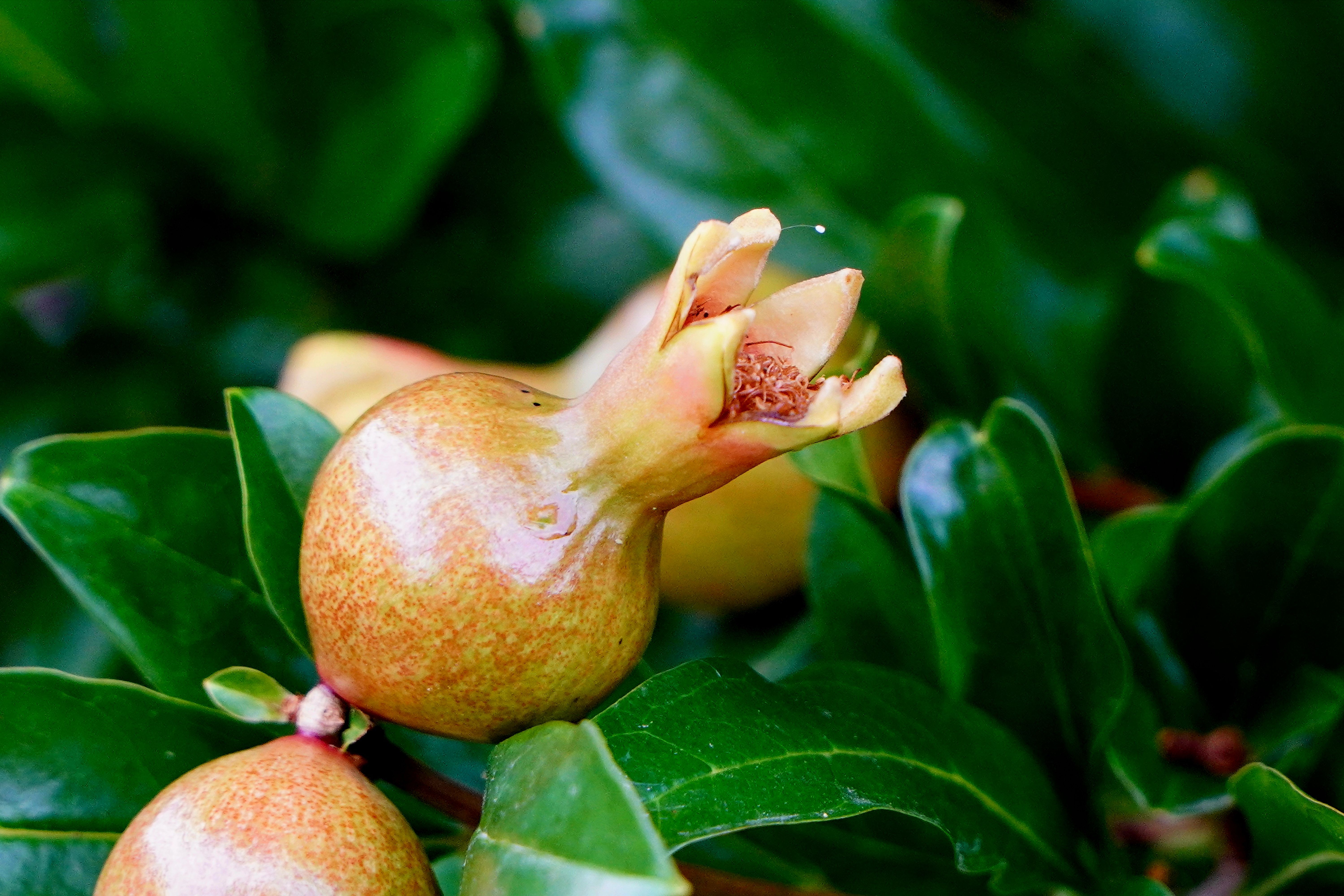 Fruit Tree Saplings Photos, Download The BEST Free Fruit Tree Saplings ...