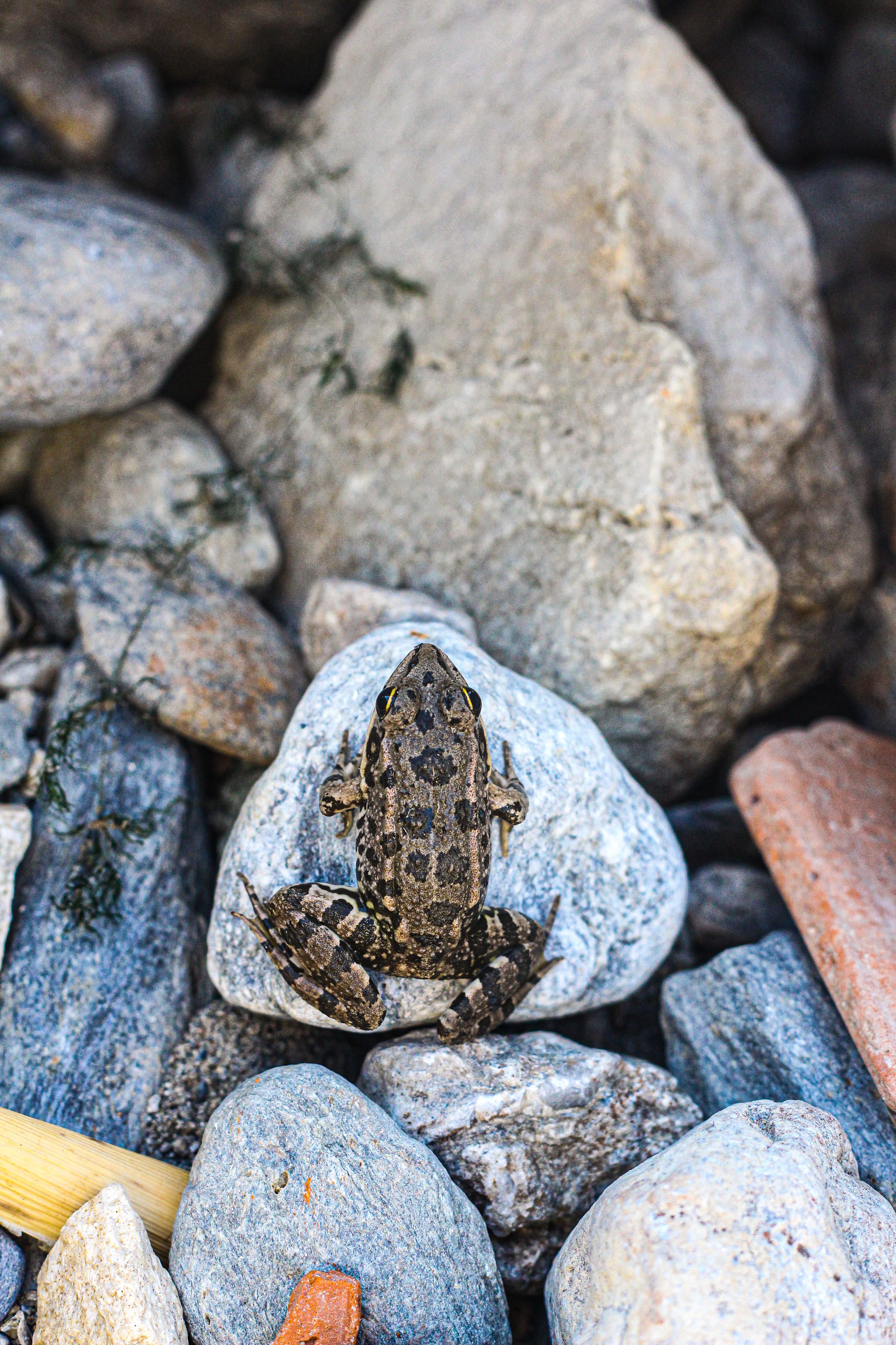 Close-Up of Spotted Frog on Rocky Terrain · Free Stock Photo