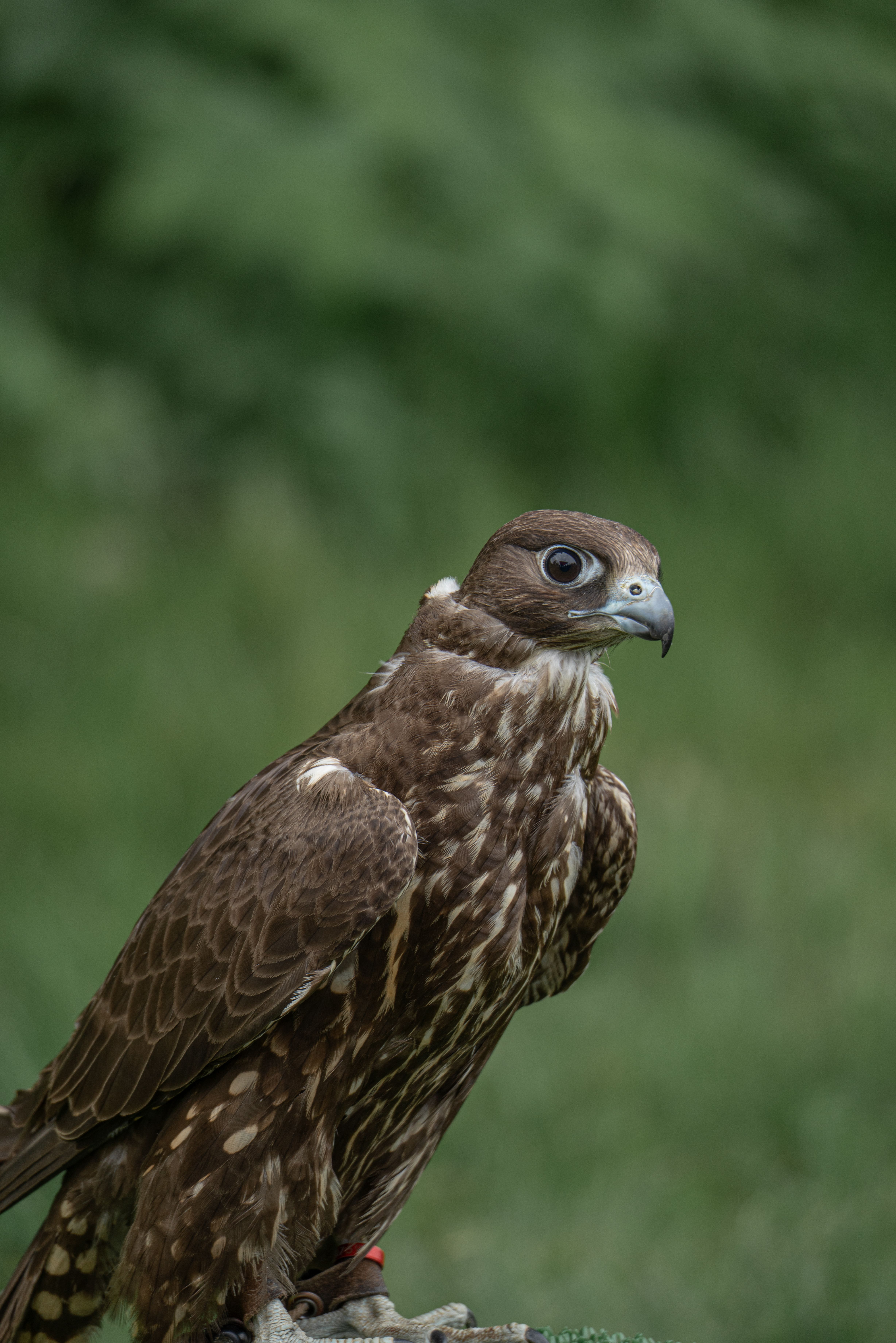 Close-up of a Brown Falcon in Natural Setting · Free Stock Photo